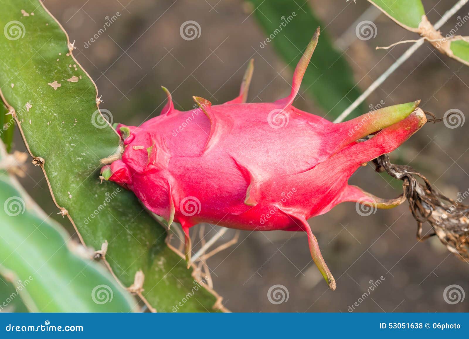 Pitaya on a Bush Under the Sun Stock Photo - Image of dragon ...