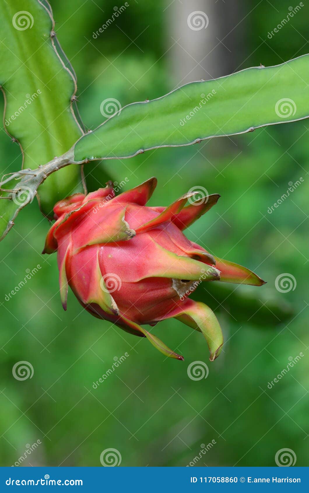 A Pitaya Cactus with a Colourful Red Dragonfruit. Stock Photo - Image ...