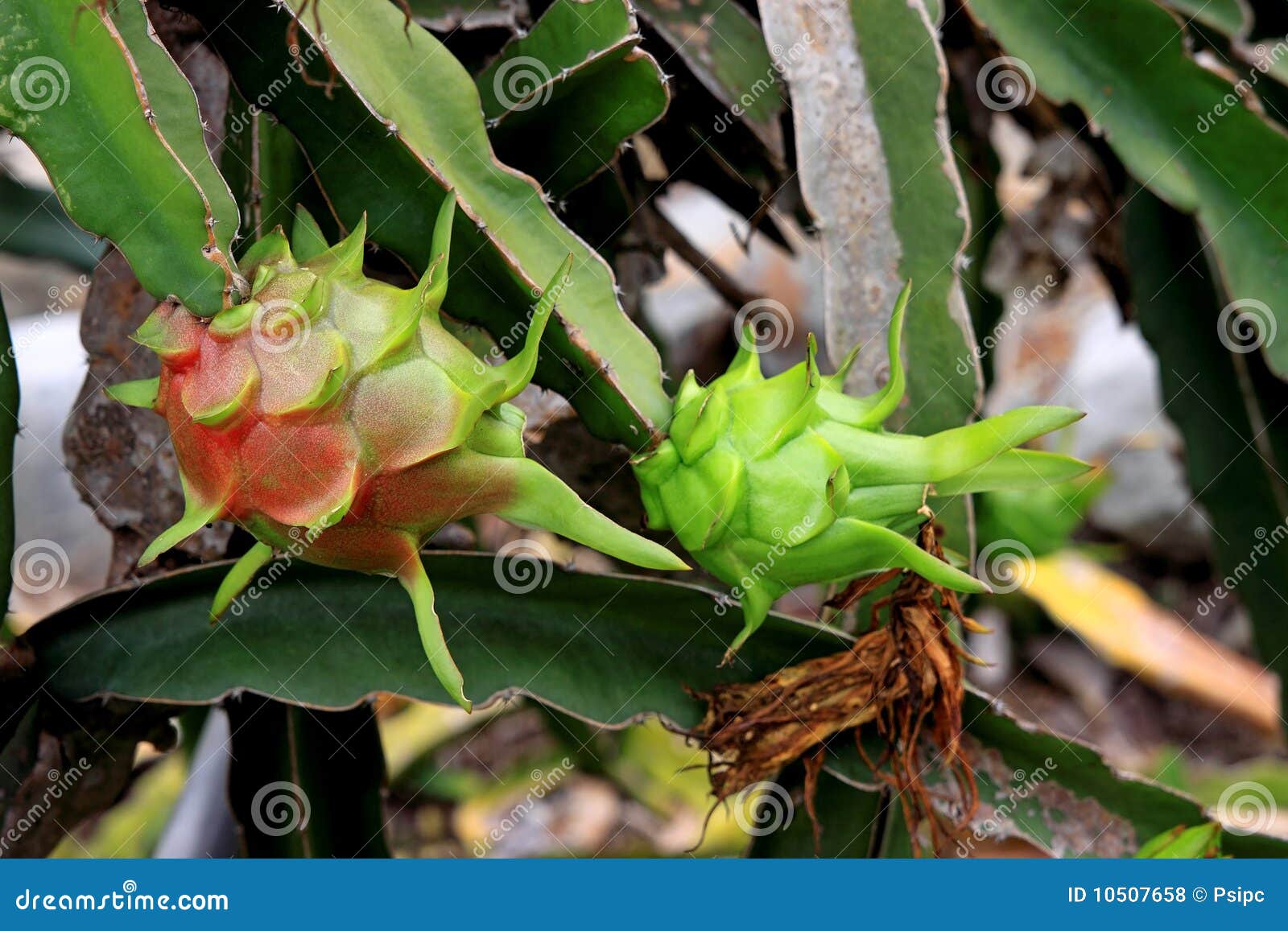 Pitaya, Cactus fruit stock photo. Image of cactus, pest - 10507658