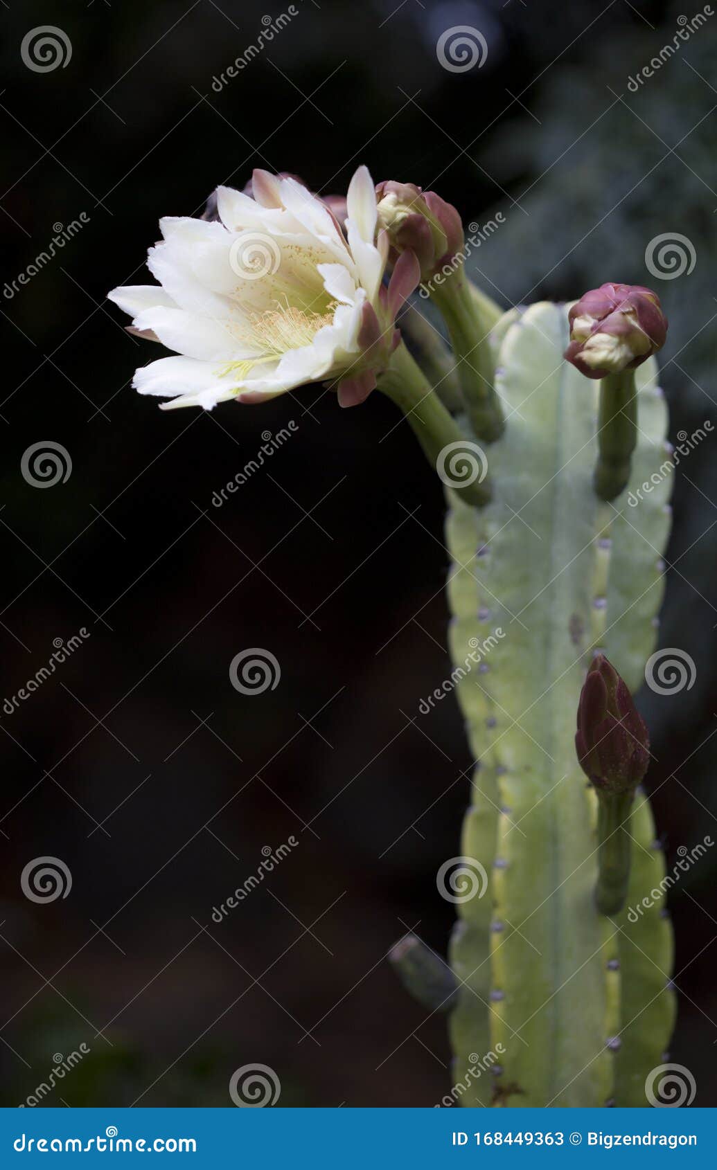 Fruit and Flowers of Pitaya Cactus Stock Image - Image of flower ...