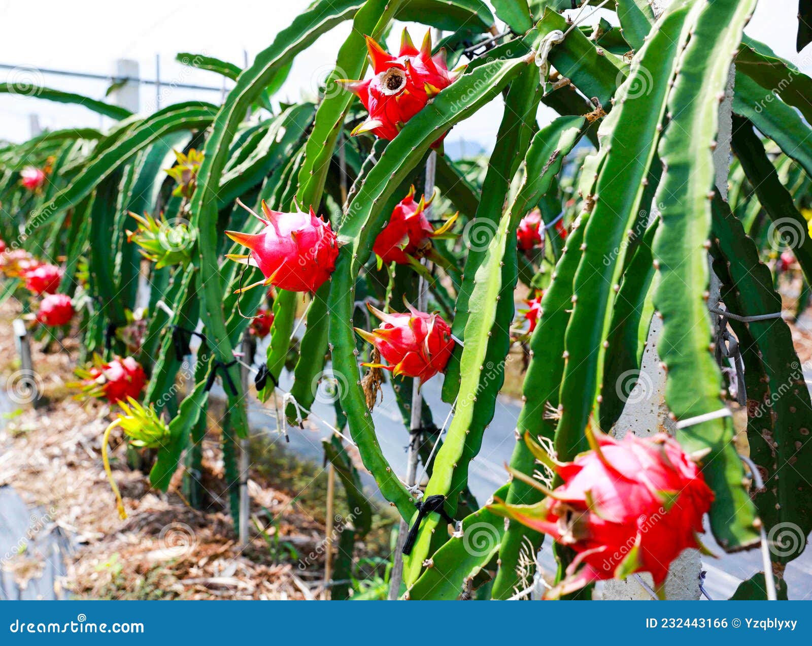 Pitaya Dragon Fruit Stock Photography | CartoonDealer.com #61646540
