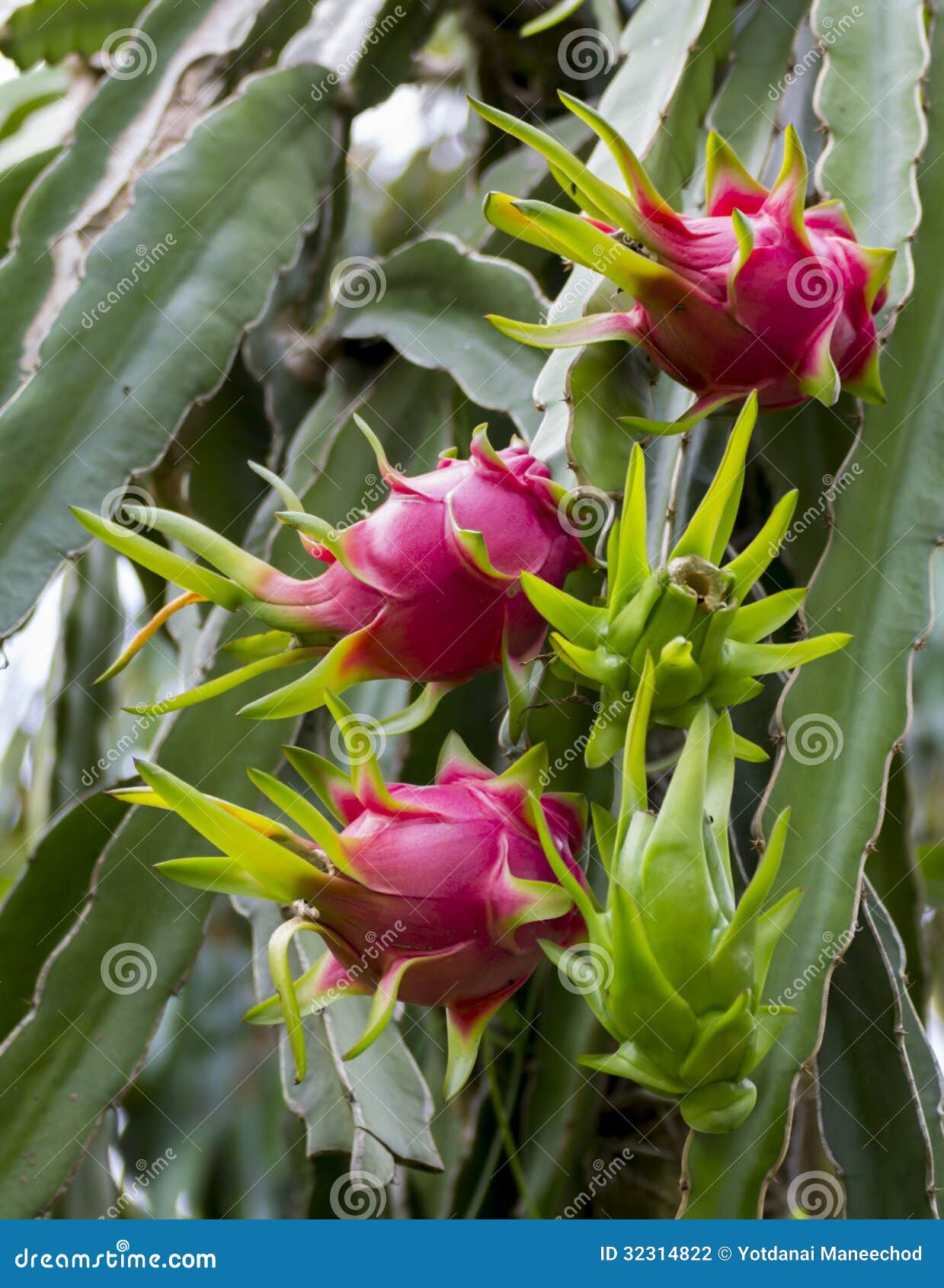 Pitaya stock photo. Image of gourmet, healthy, juicy - 32314822