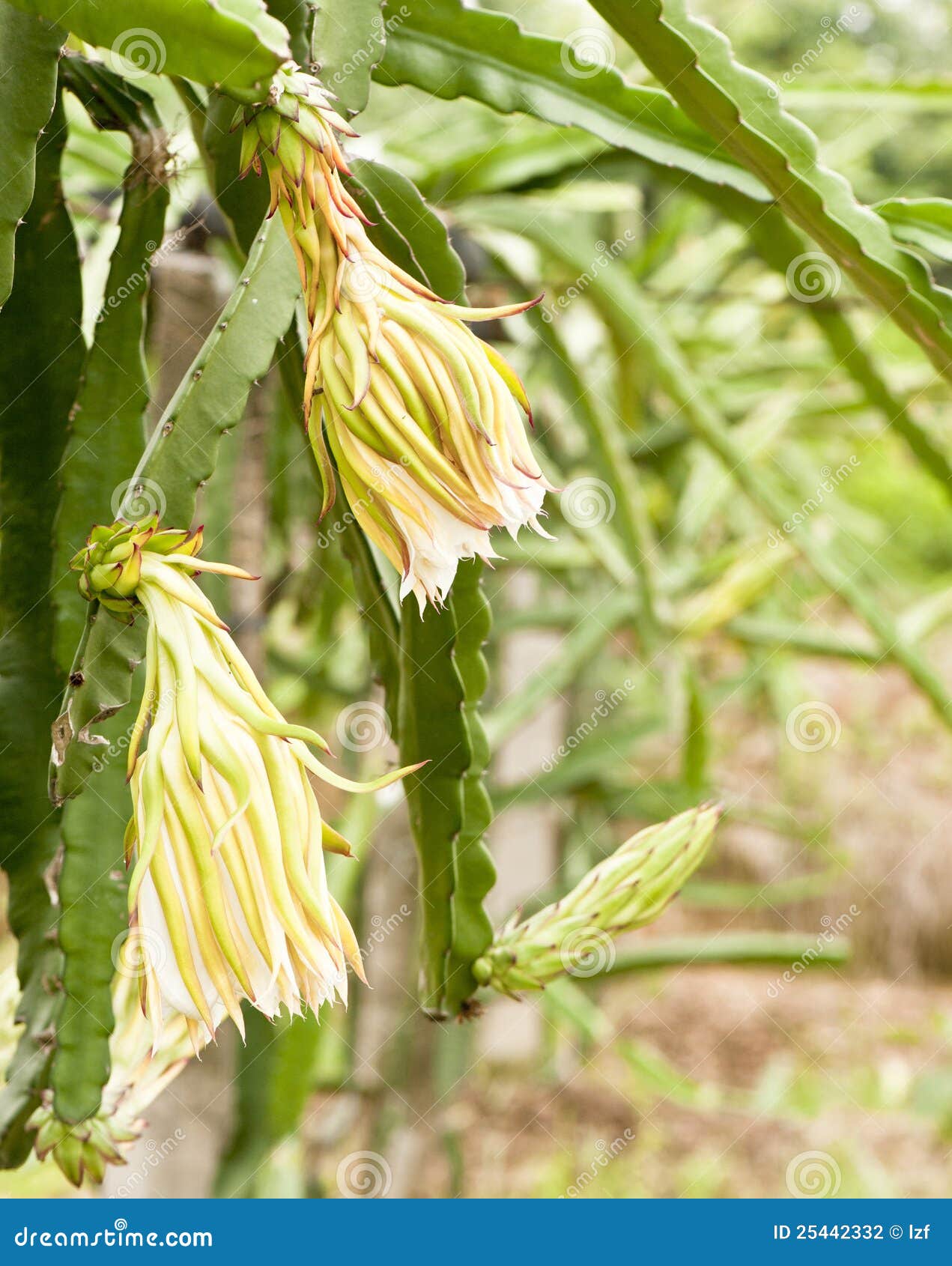 Pitaya flowers stock photo. Image of plant, dragon, hylocereus - 25442332