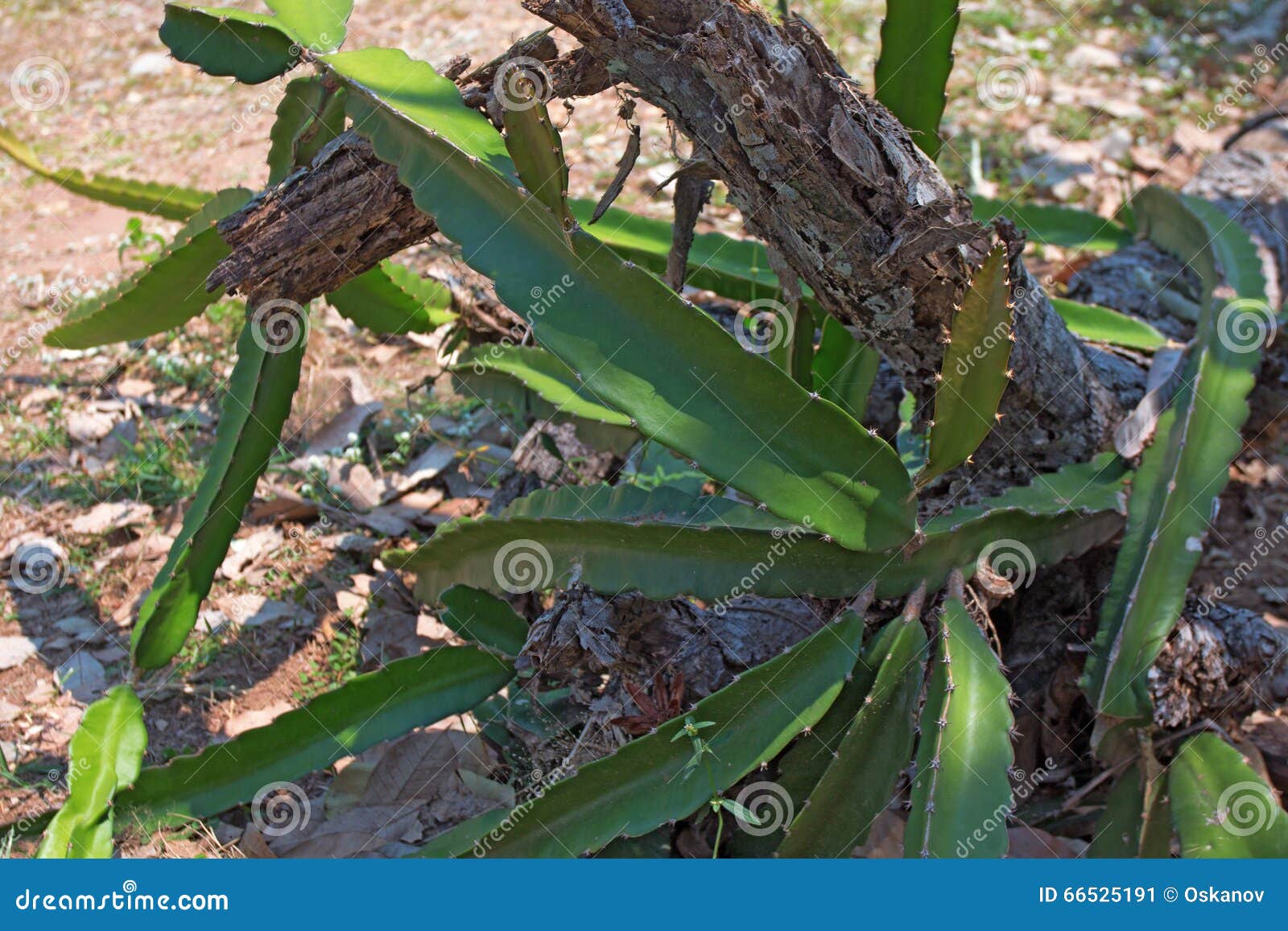 Pitaya or Pitahaya Cactus ( Hylocereus ) Stock Image - Image of eatable ...