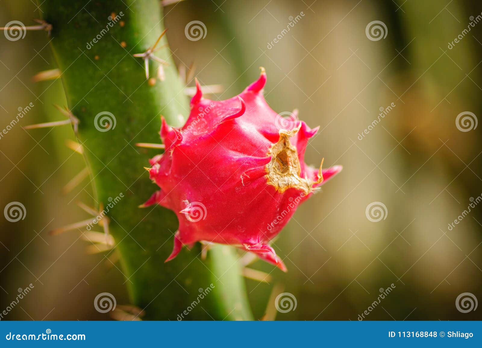 Pitaya, Pitahaya the Fruit of Cactus Species Stock Photo - Image of ...