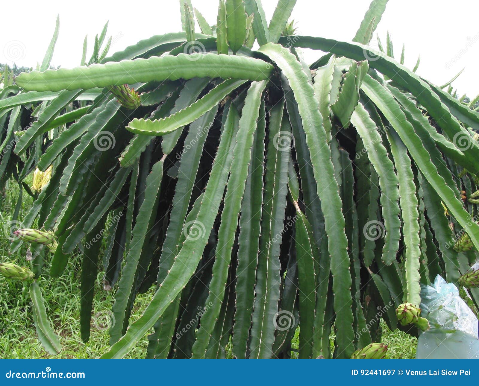 Pitaya Plant stock image. Image of tree, fruit, pitahaya - 92441697