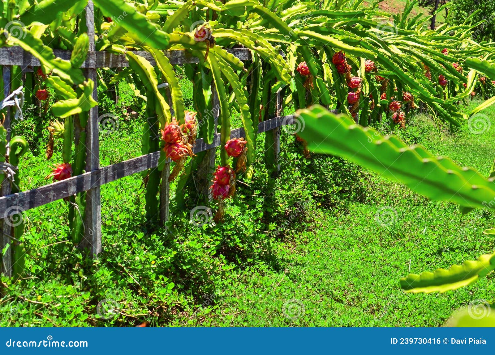 Pitaya Rosa Cultivando Pequeno Pomar De Pitaya Foto de Stock - Imagem ...