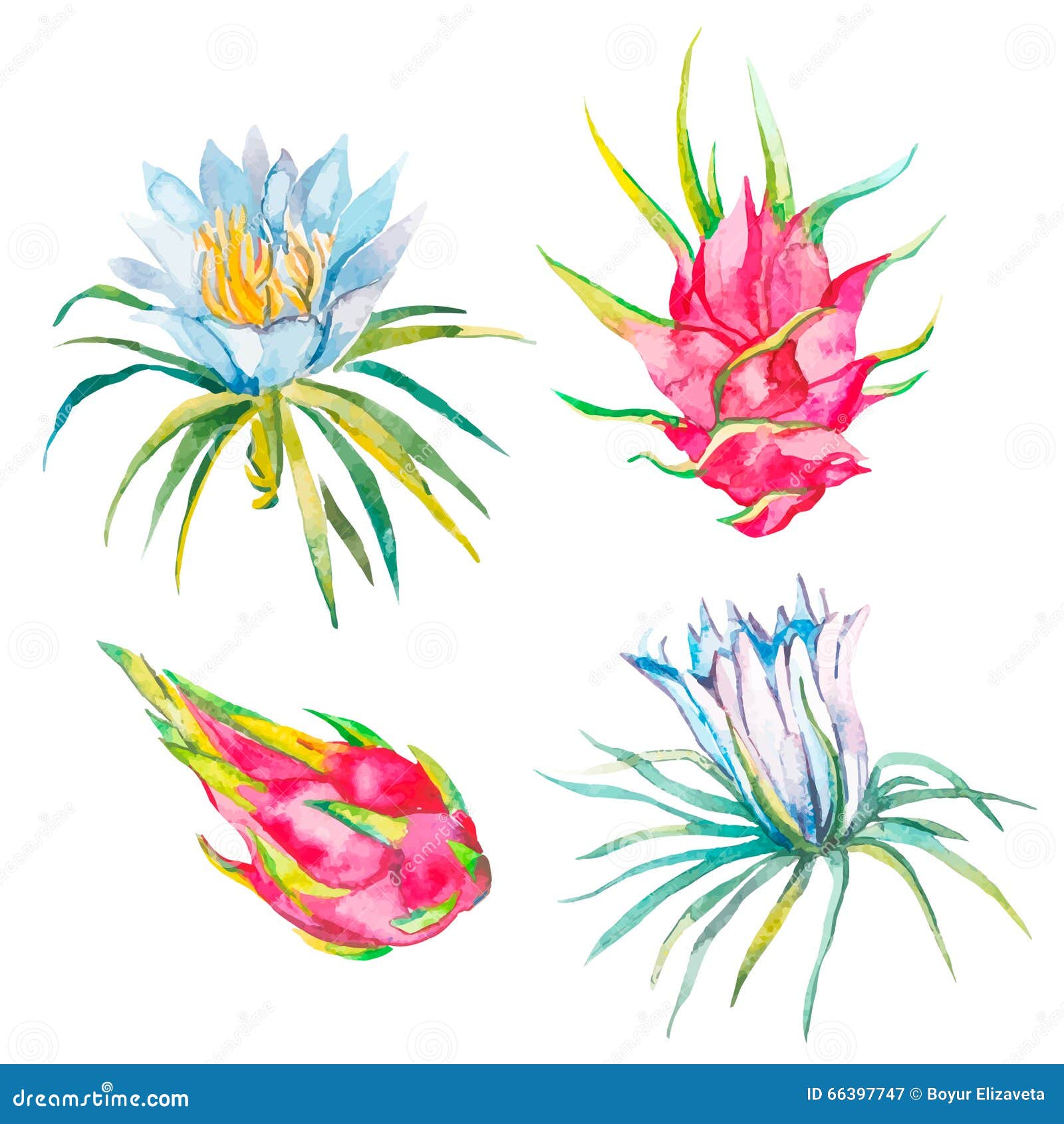 Pitaya. Vector Illustration Isolated. Tropical Flower Pitaya. Exotic ...