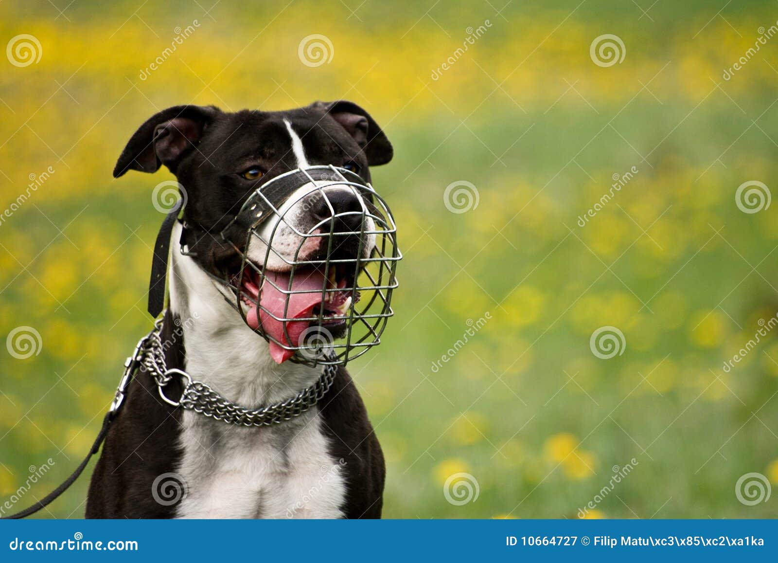 Pitbull stock image. Image of animal, bulldog, muzzle - 10664727