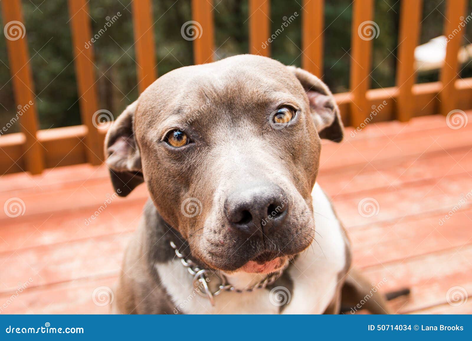 Pitbull zdjęcie stock. Obraz złożonej z outdoors, pies - 50714034