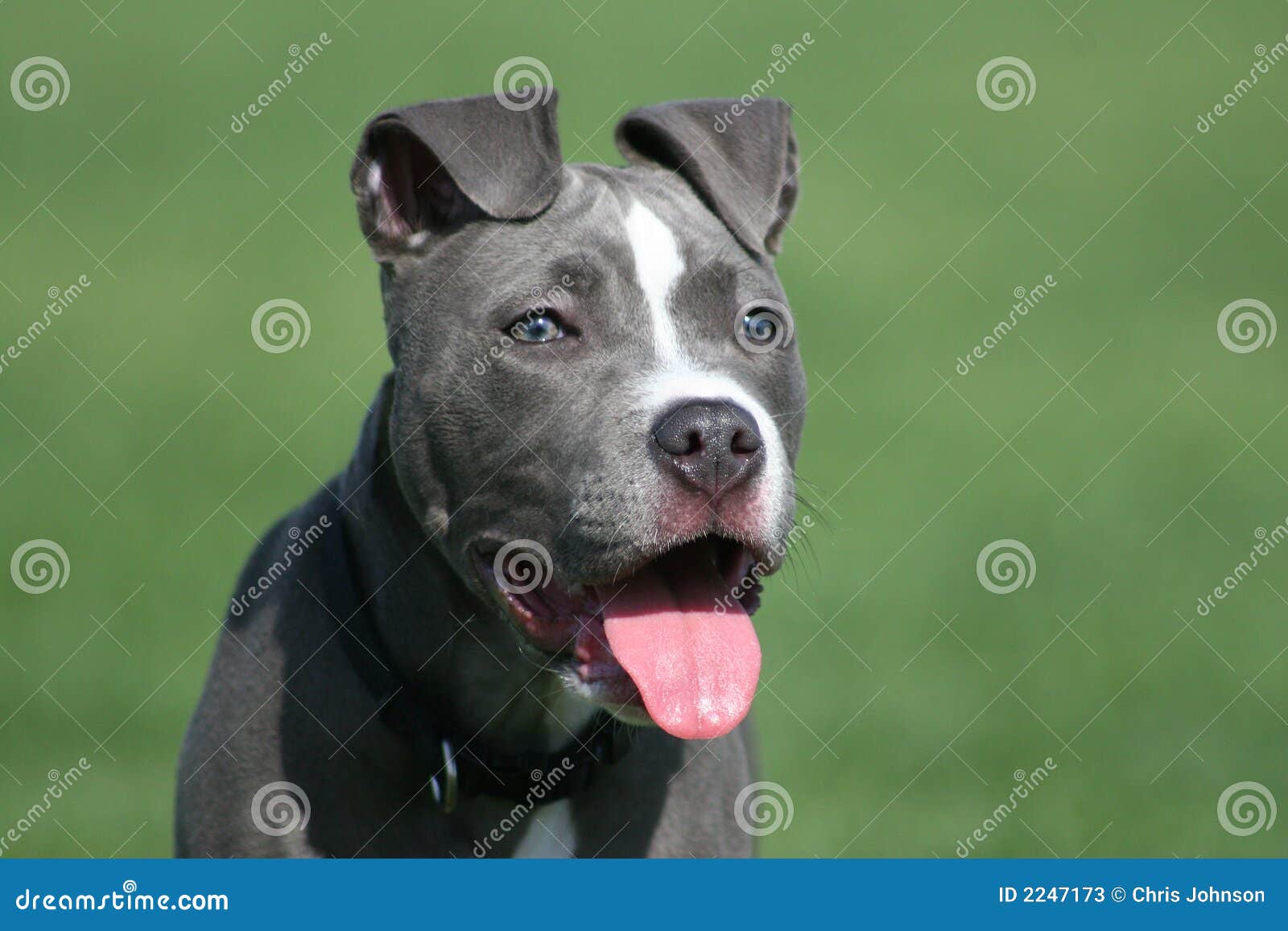 Pitbull americano azul imagen de archivo. Imagen de toro - 2247173