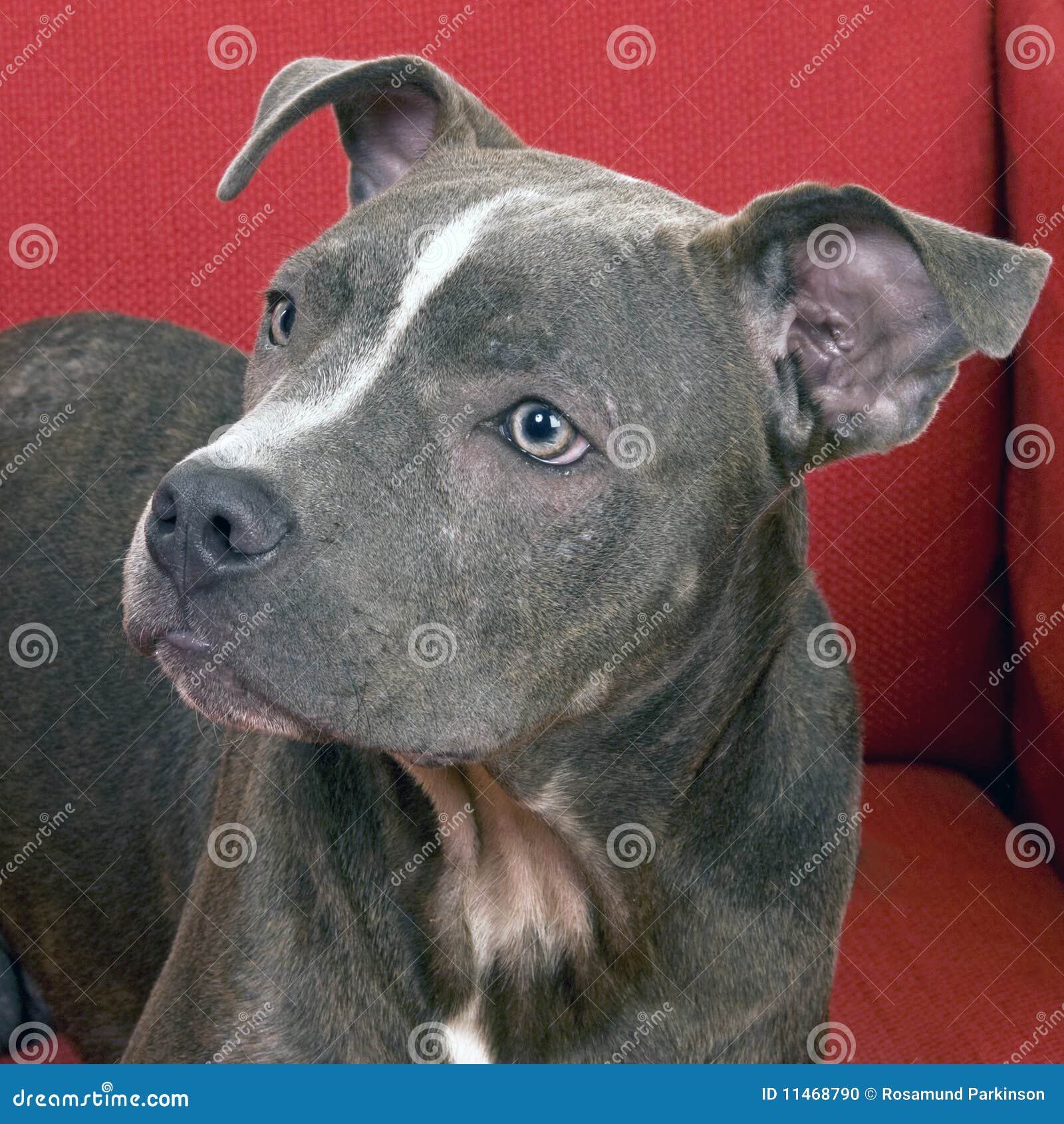 Pitbull azul americano foto de archivo. Imagen de mascotas - 11468790