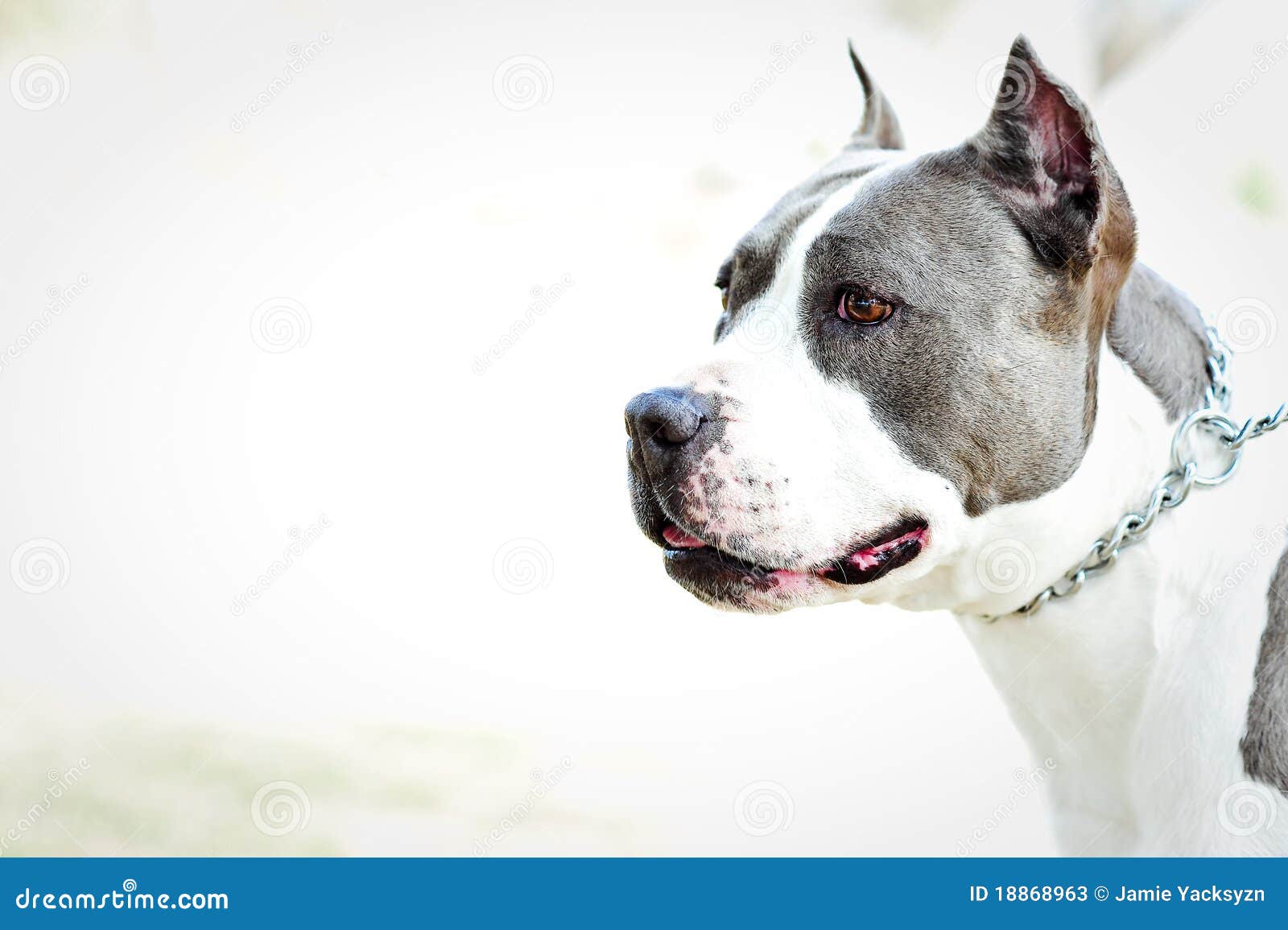 Pitbull Azul Cinzento Feliz Imagem de Stock - Imagem de doméstico ...