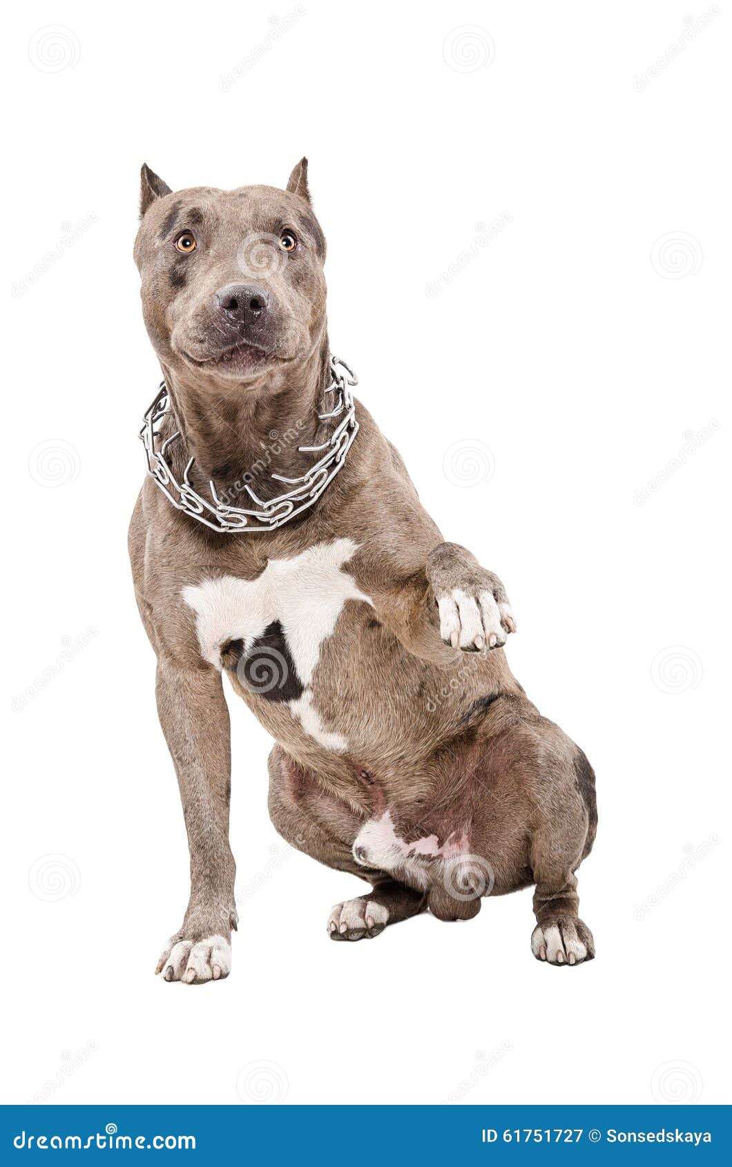 Los Pitbull Tienen Patas Palmeadas