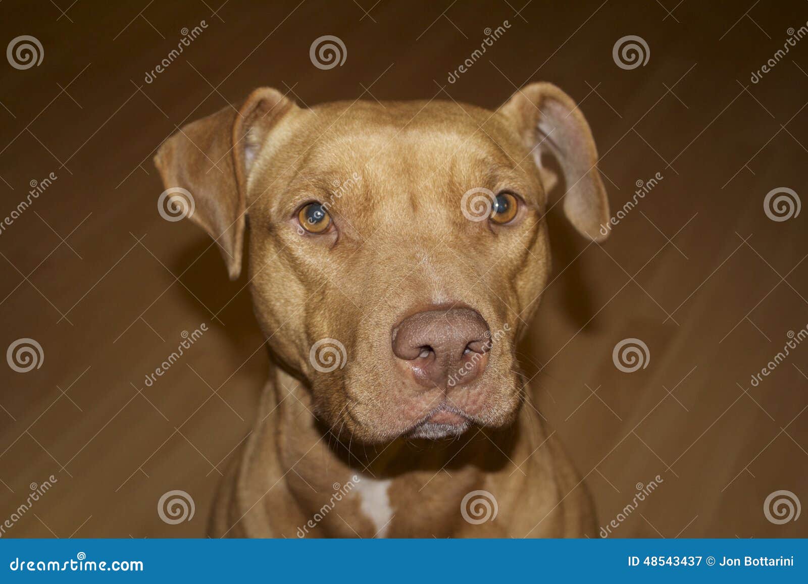 Tan Pitbull Dogs