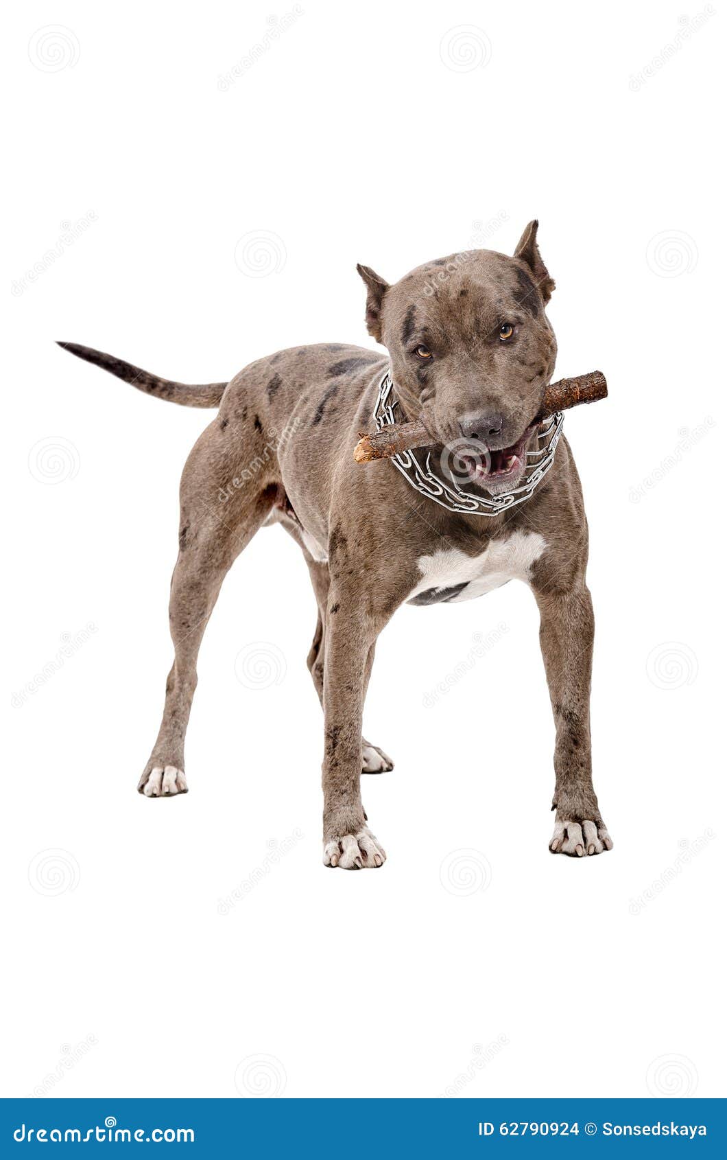 Growling Pitbull Stock Photos - Free & Royalty-Free Stock Photos from ...