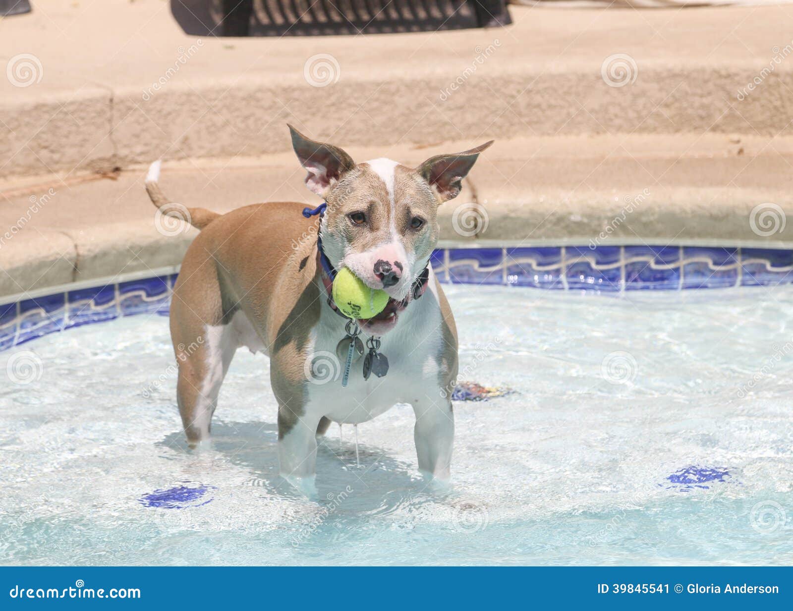 Pitbull Holding Her Ball in the Pool Stock Image - Image of waiting ...