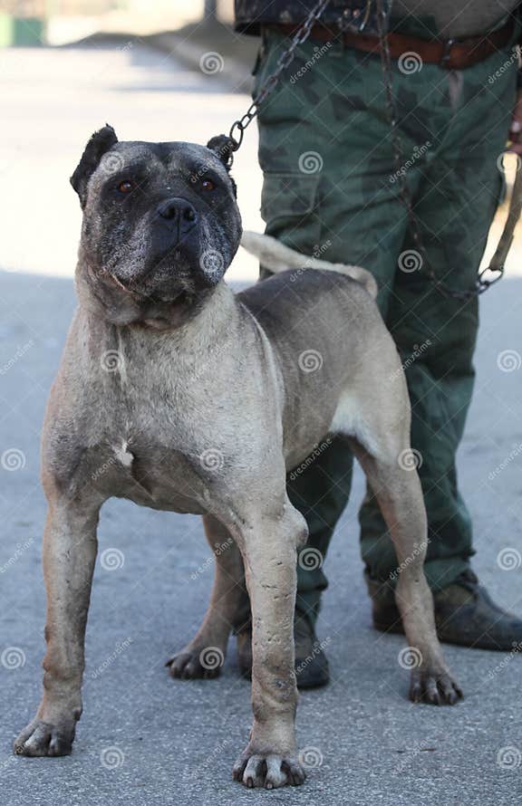 Pitbull stock image. Image of pedigree, security, bull - 36659653