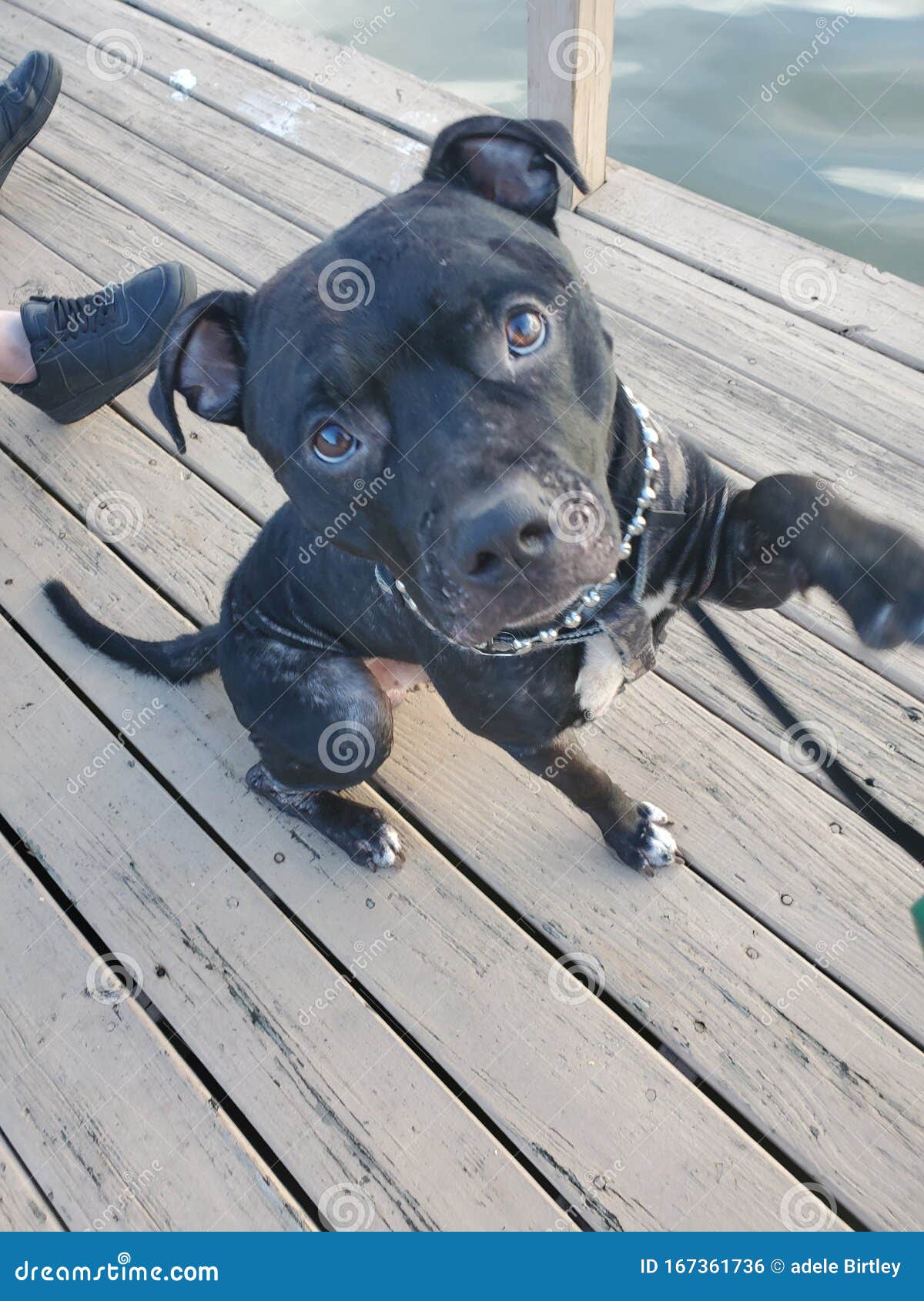 Pitbull a mans best friend stock photo. Image of friend - 167361736