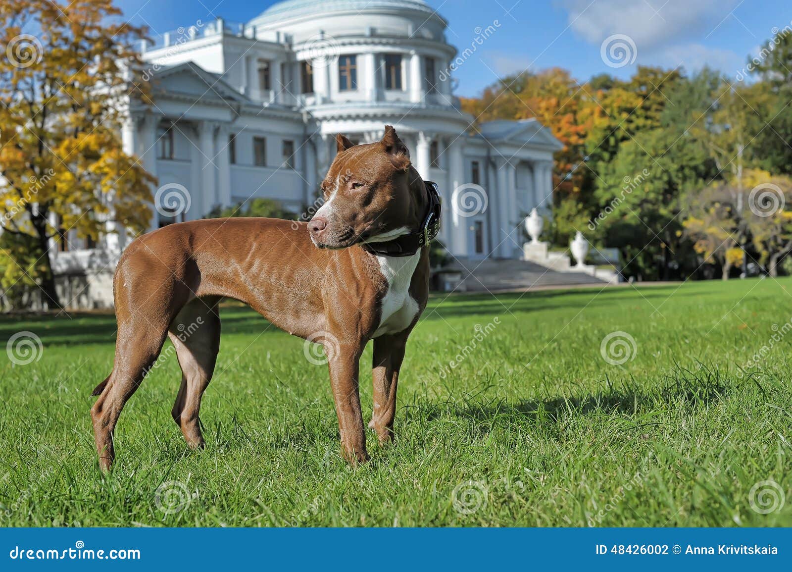 Pitbull near house stock photo. Image of nature, pets - 48426002