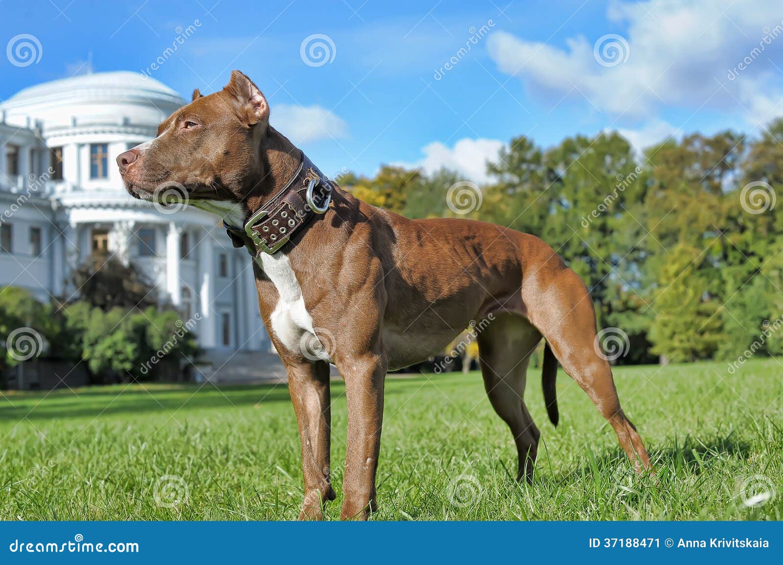 Pitbull near house stock image. Image of purebred, domestic - 37188471