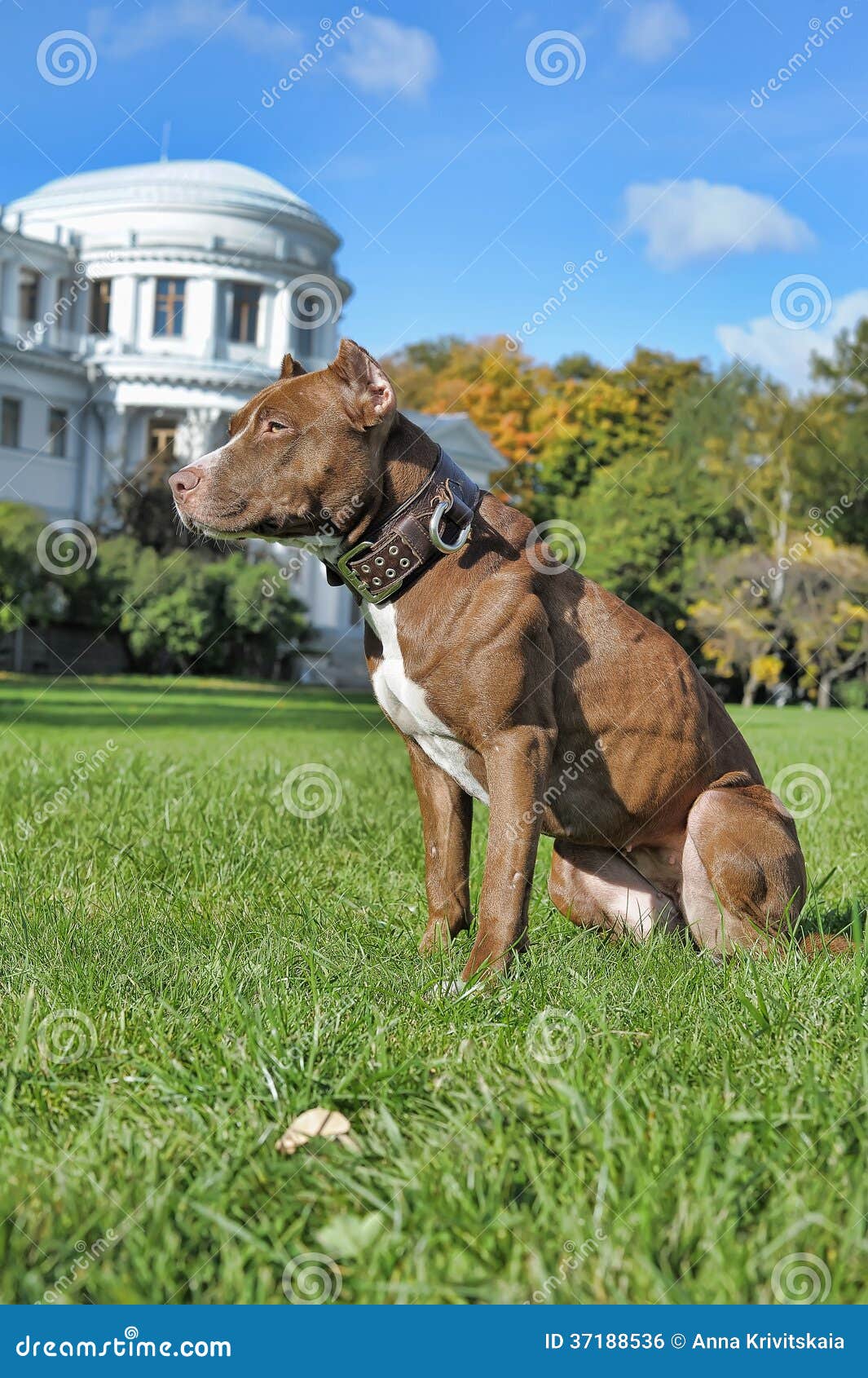 Pitbull near house stock photo. Image of white, danger - 37188536