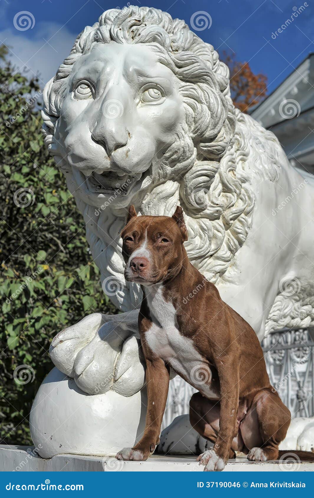 Pitbull near lion stock photo. Image of leaves, outdoors - 37190046
