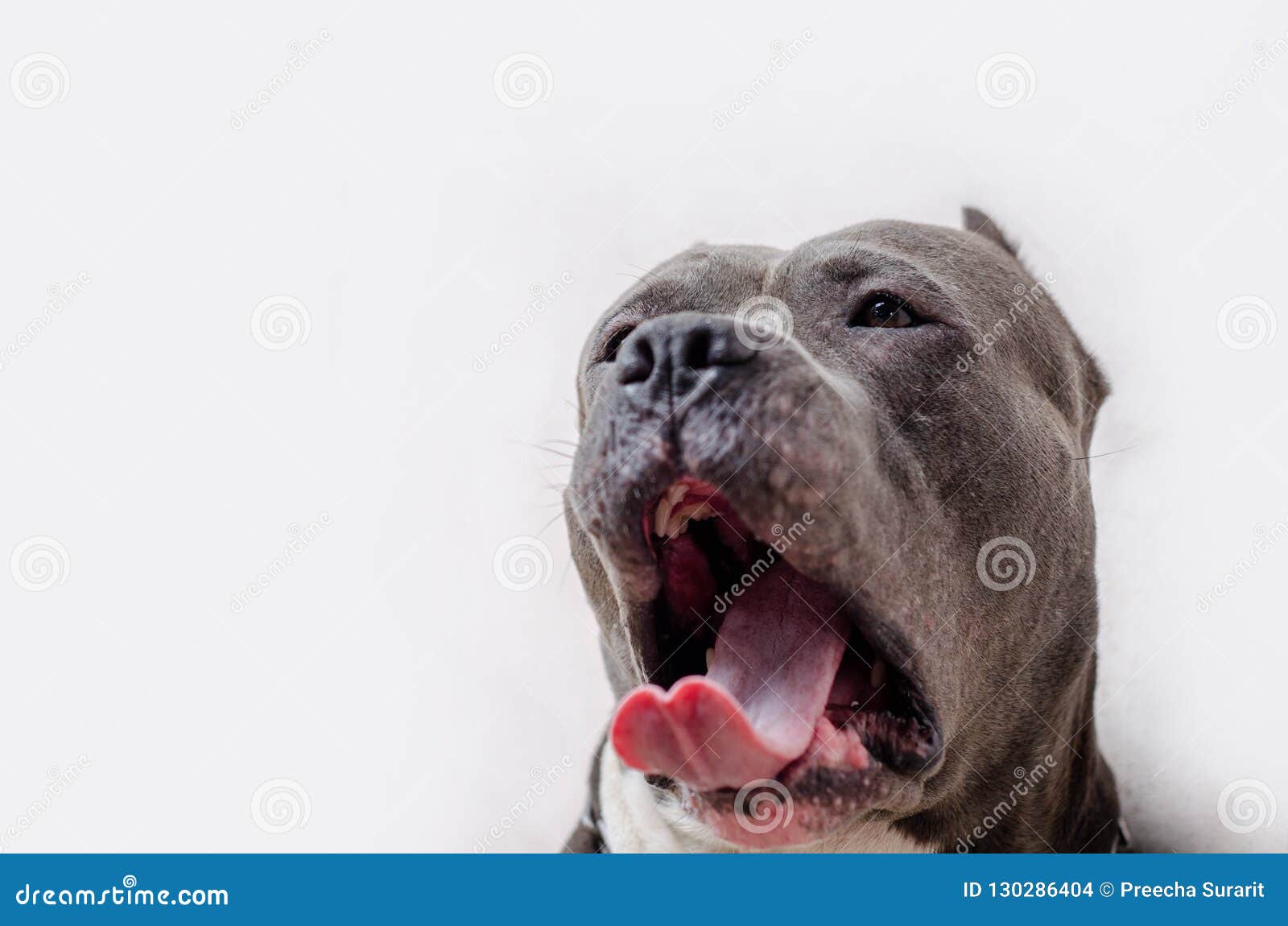 Pitbull pies zdjęcie stock. Obraz złożonej z uroczy - 130286404