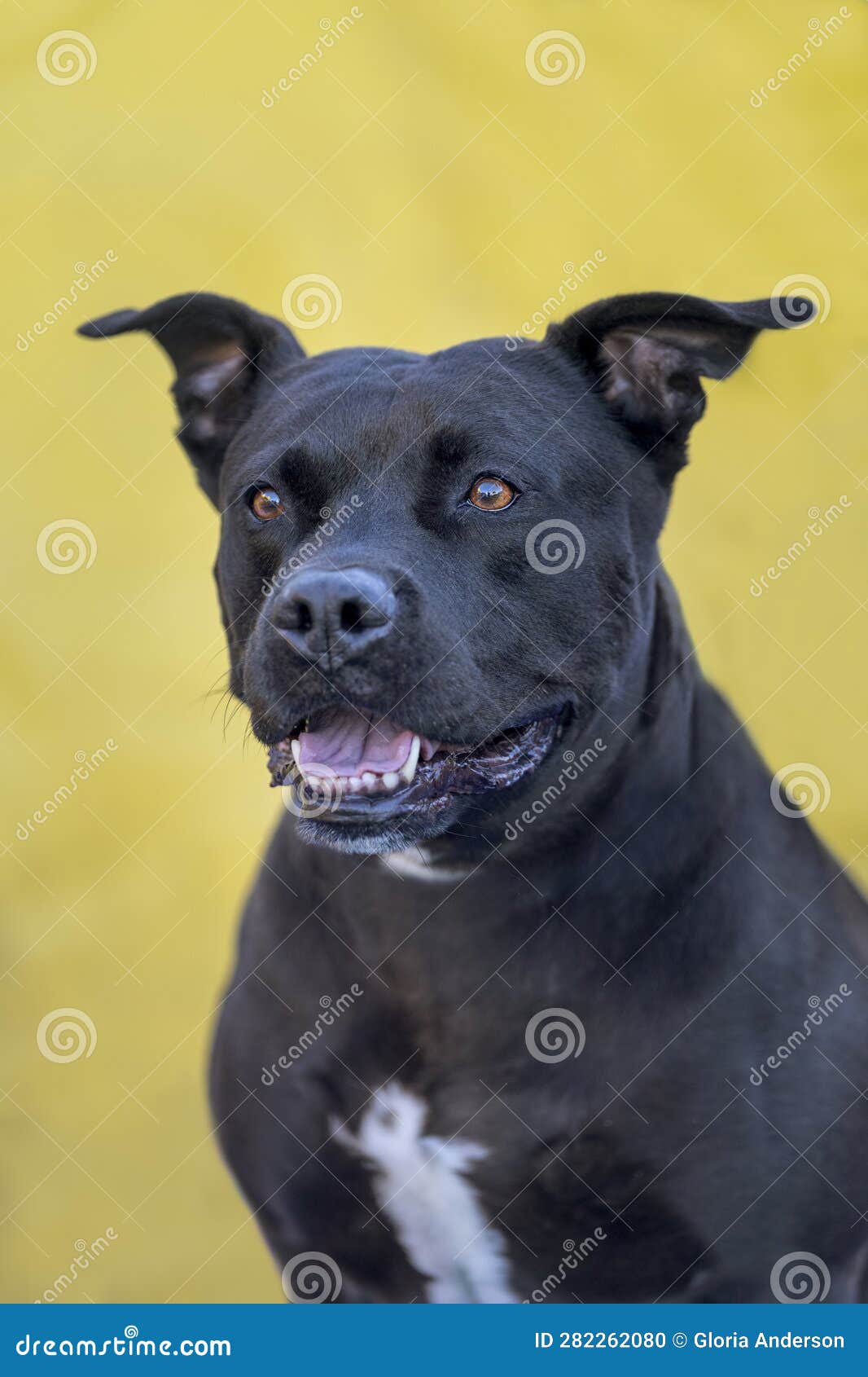 Pitbull Portrait on a Yellow Wall Stock Photo - Image of animal ...