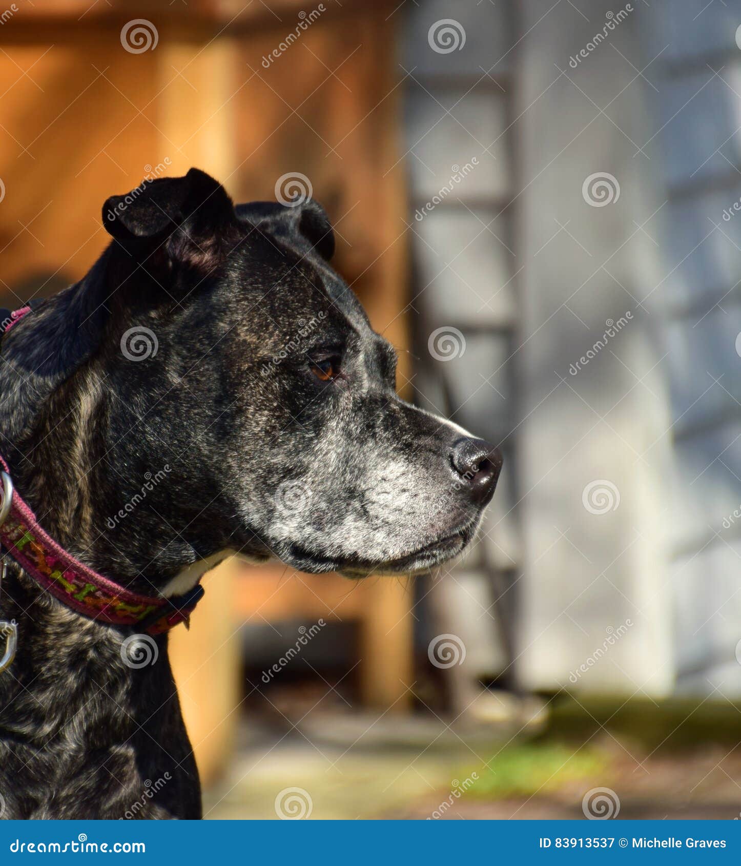 Pitbull stock image. Image of americanstafford, terrier - 83913537