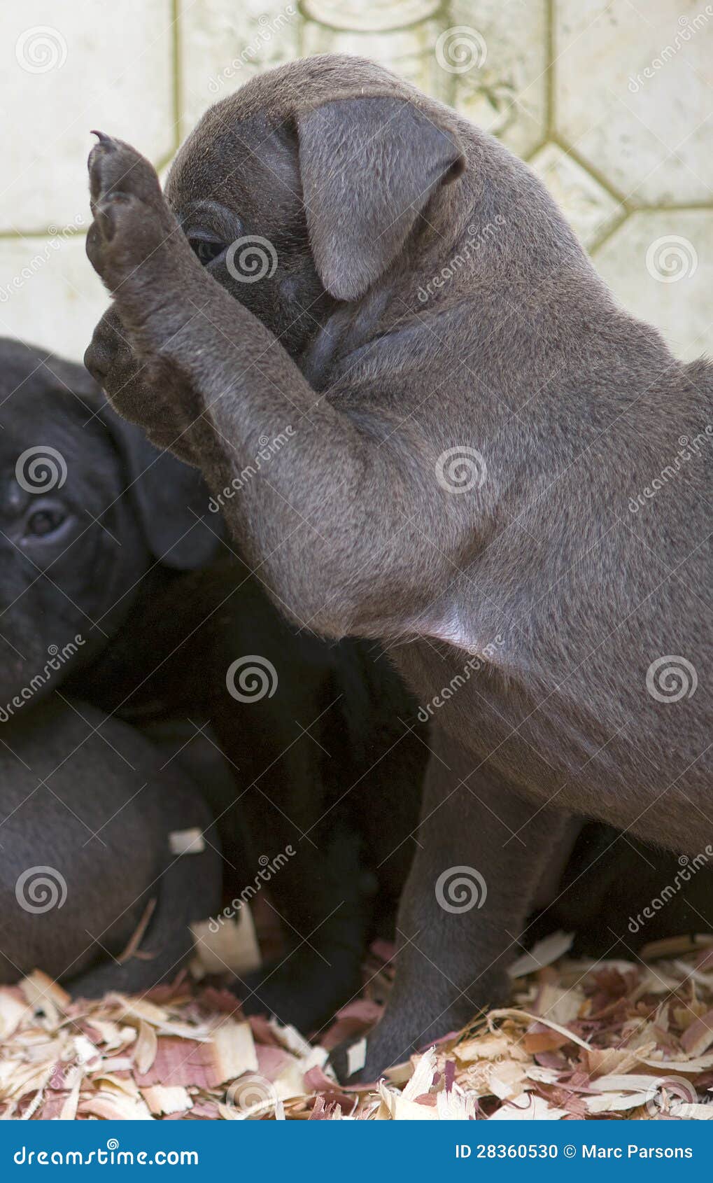 Pitbull Pup - I Have a Question Stock Photo - Image of nose, volunteer ...