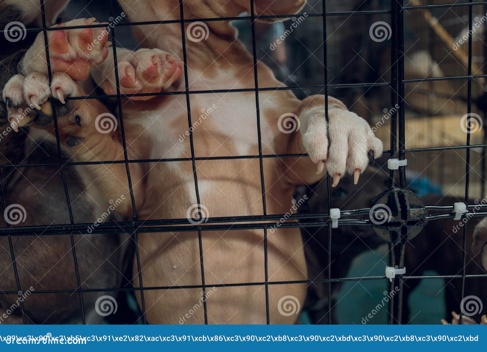 Pitbull Puppies Inside a Cage in a Shelter. Stock Image - Image of face ...