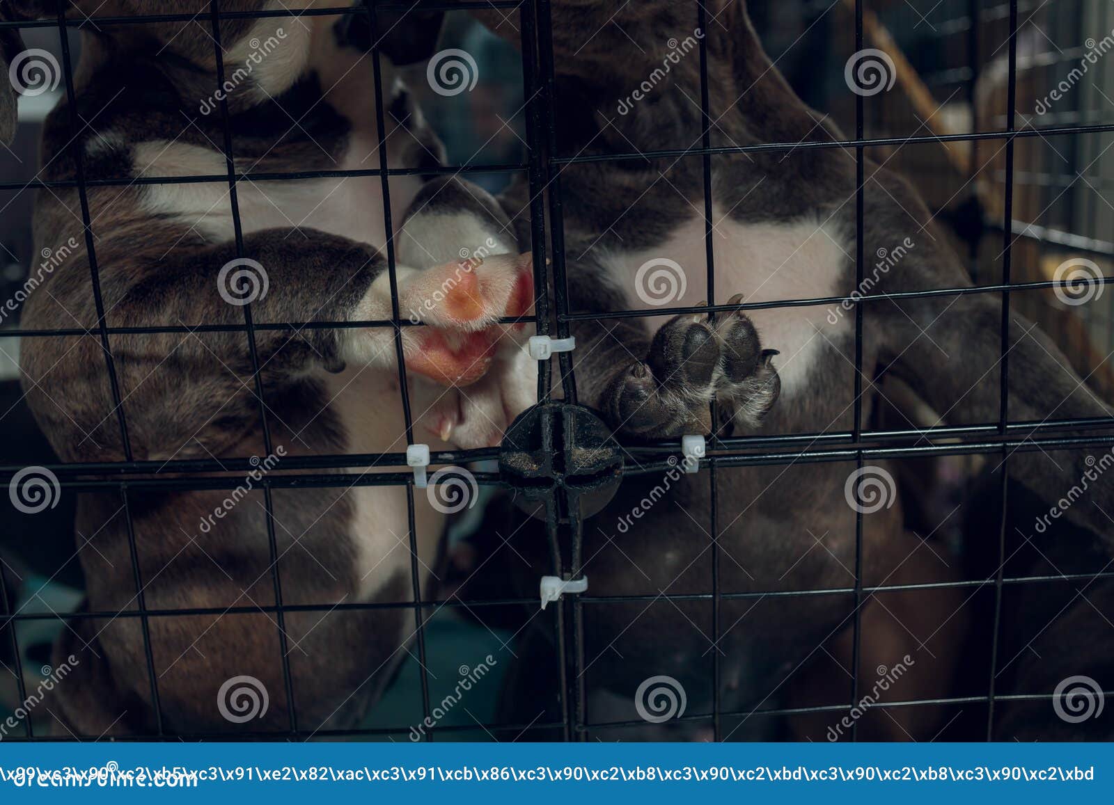 Pitbull Puppies Inside a Cage in a Shelter. Stock Photo - Image of ...