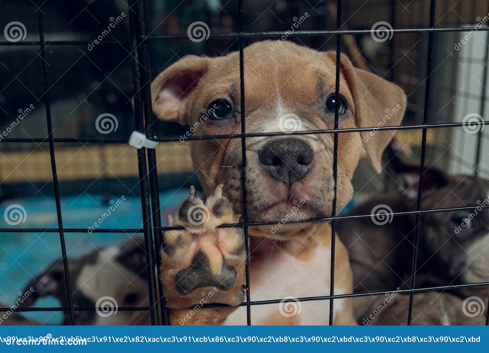 Pitbull Puppies Inside a Cage in a Shelter. Stock Image - Image of ...