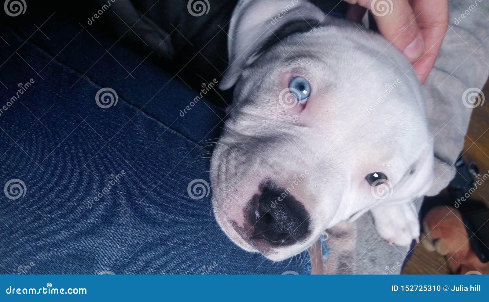 Pitbull stock photo. Image of eyes, puppy, blue, pitbull - 152725310