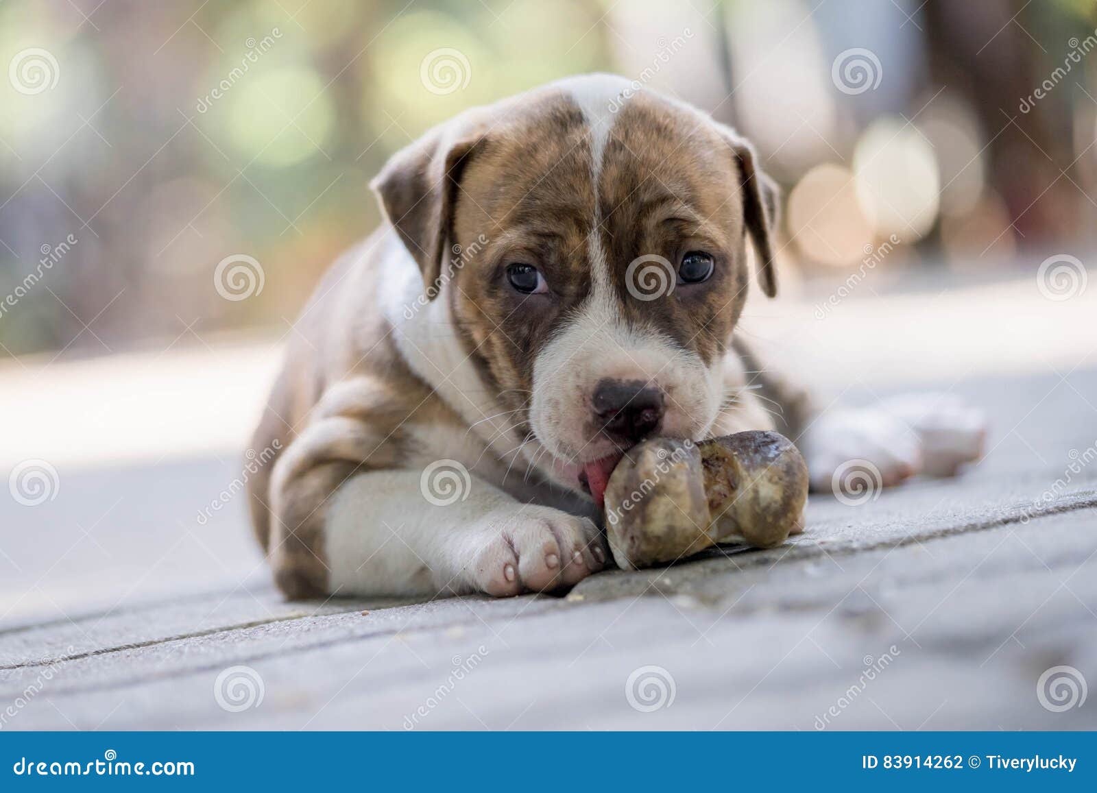 Pitbull puppy dog stock photo. Image of beige, care, mutt - 83914262