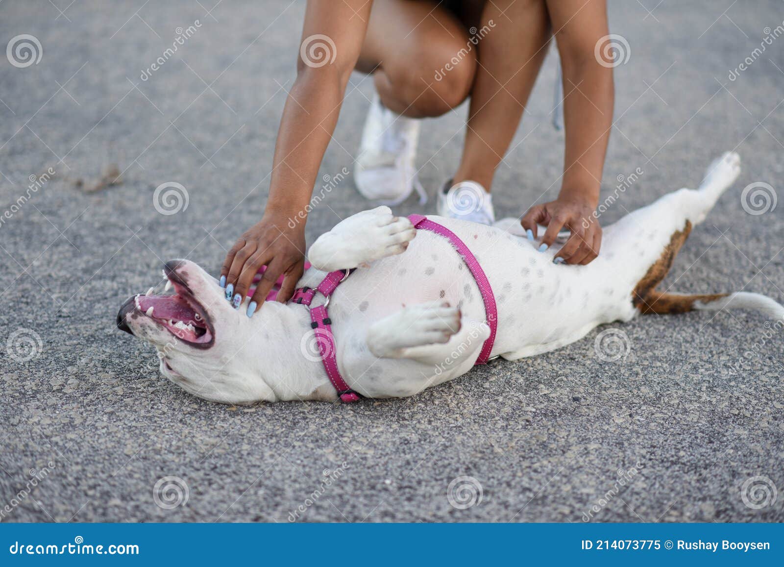 Pitbull Puppy Laying on Her Back for a Rub Stock Image - Image of ...