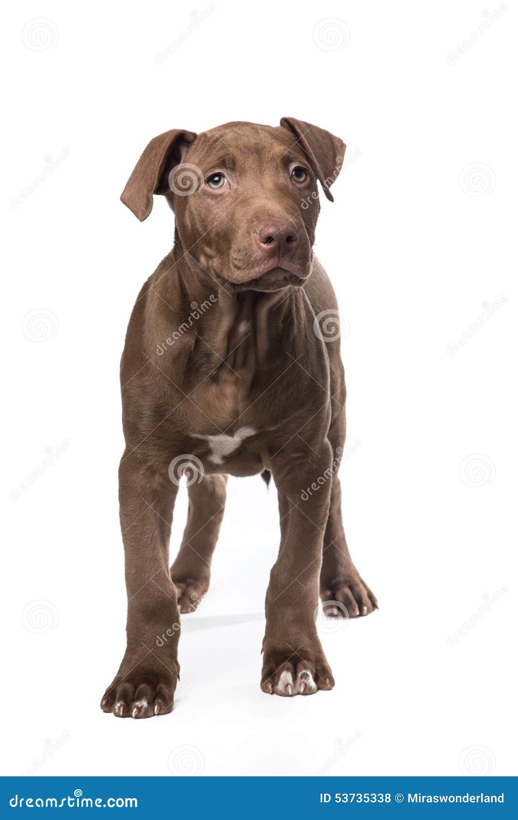 Pitbull puppy stock photo. Image of animal, puppy, pitbull - 53735338