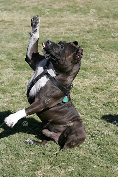 Pitbull Sitting Up and Waving Stock Photo - Image of pitbull, playing ...