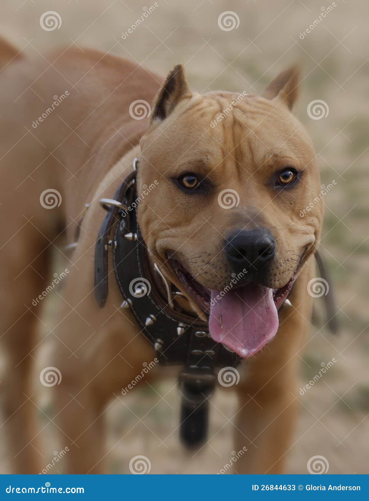 Pitbull smiling stock image. Image of smile, kiss, beautiful - 26844633