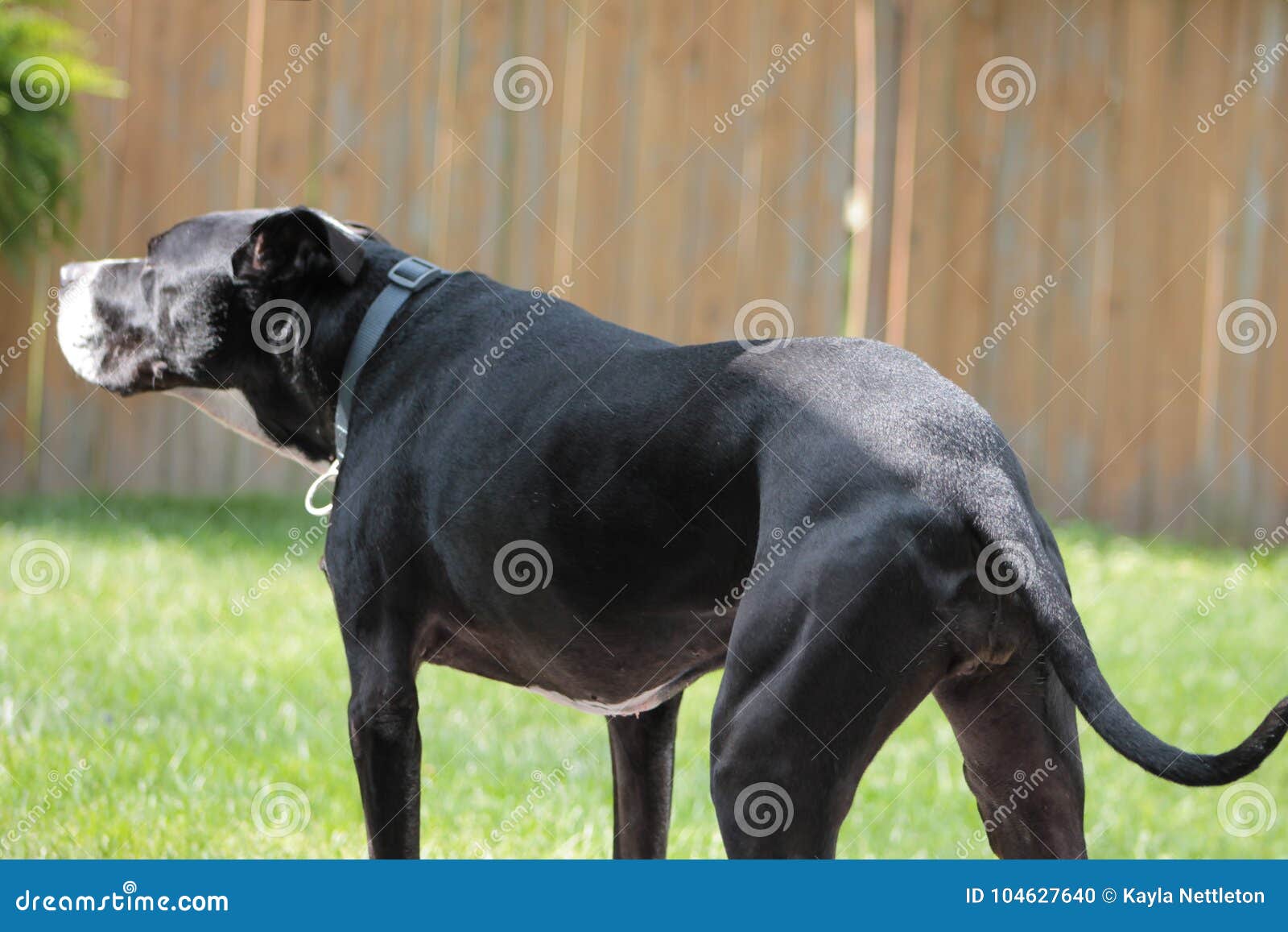 Pitbull Standing Staring at Something Stock Photo - Image of daytime ...