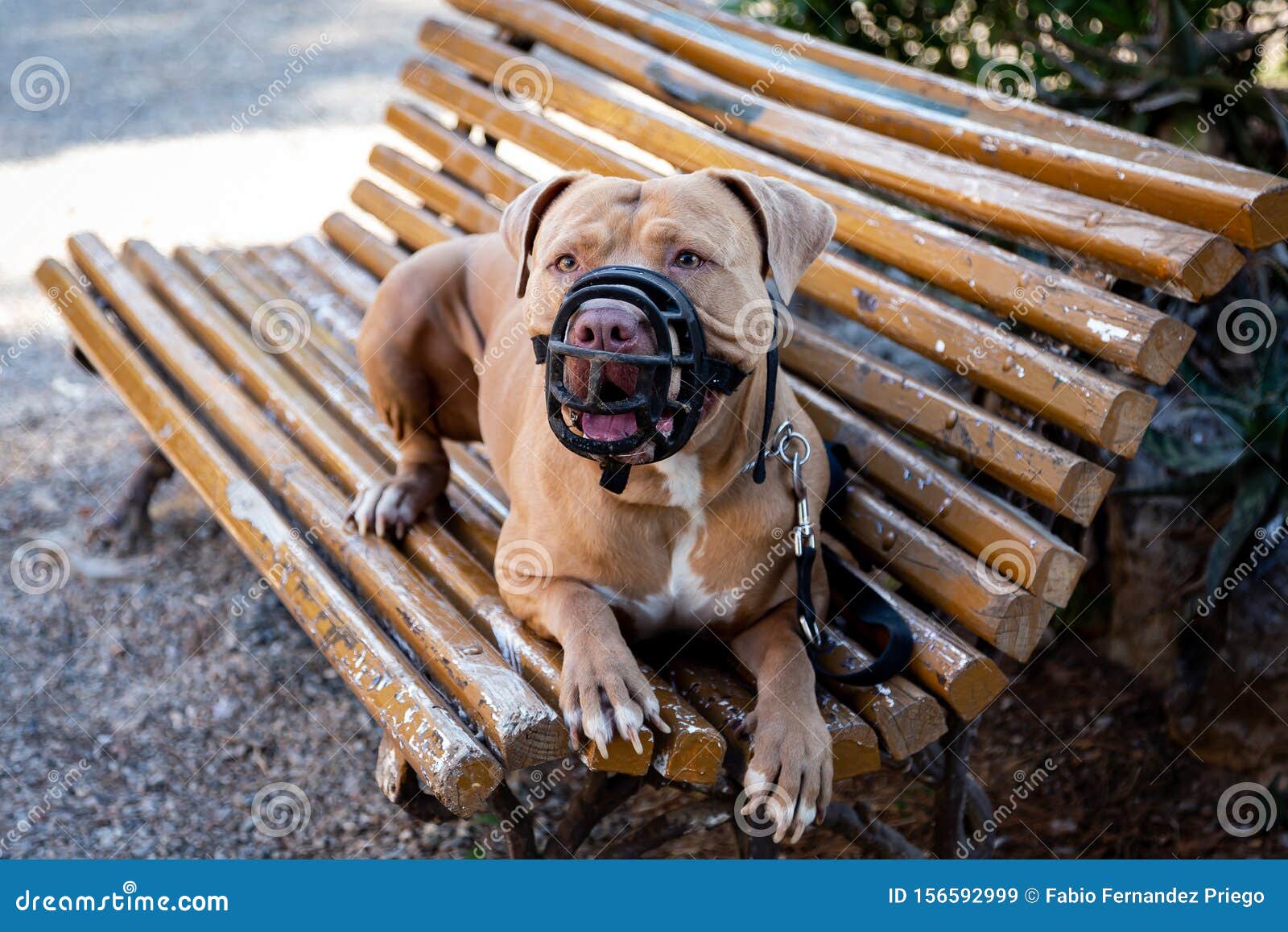 Pitbull Terrier with Black Muzzle Stock Image - Image of guard, mammal ...