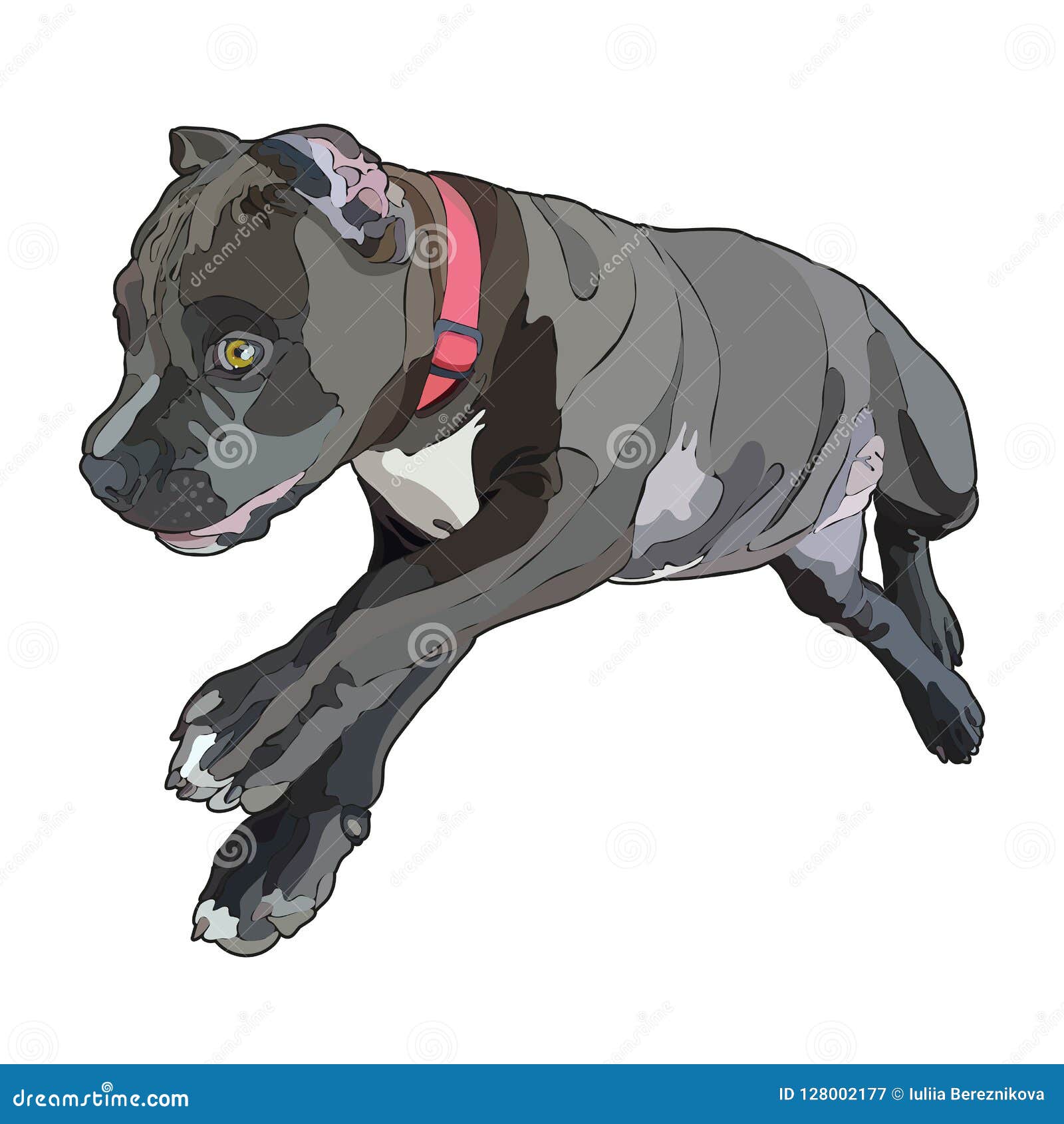 Pitbull Vector | CartoonDealer.com #67345594