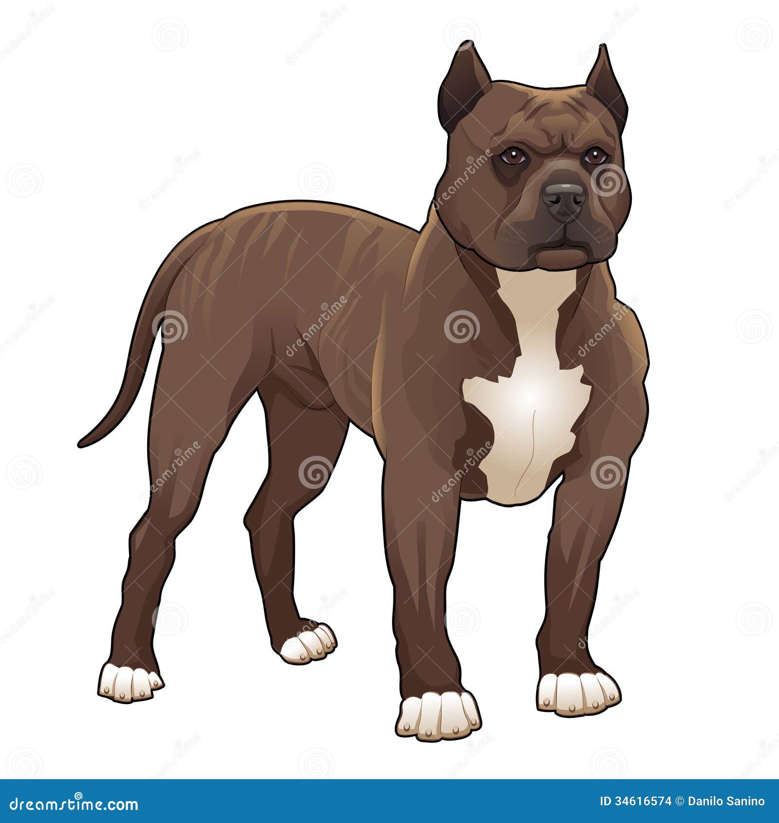 Pitbull. stock vector. Illustration of young, bull, pitbull - 34616574