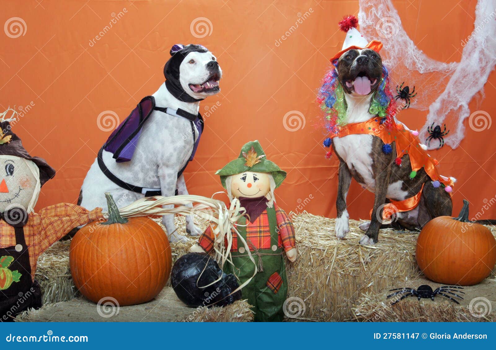 Pitbulls Dressed Up for Halloween in Studio Stock Image - Image of ...