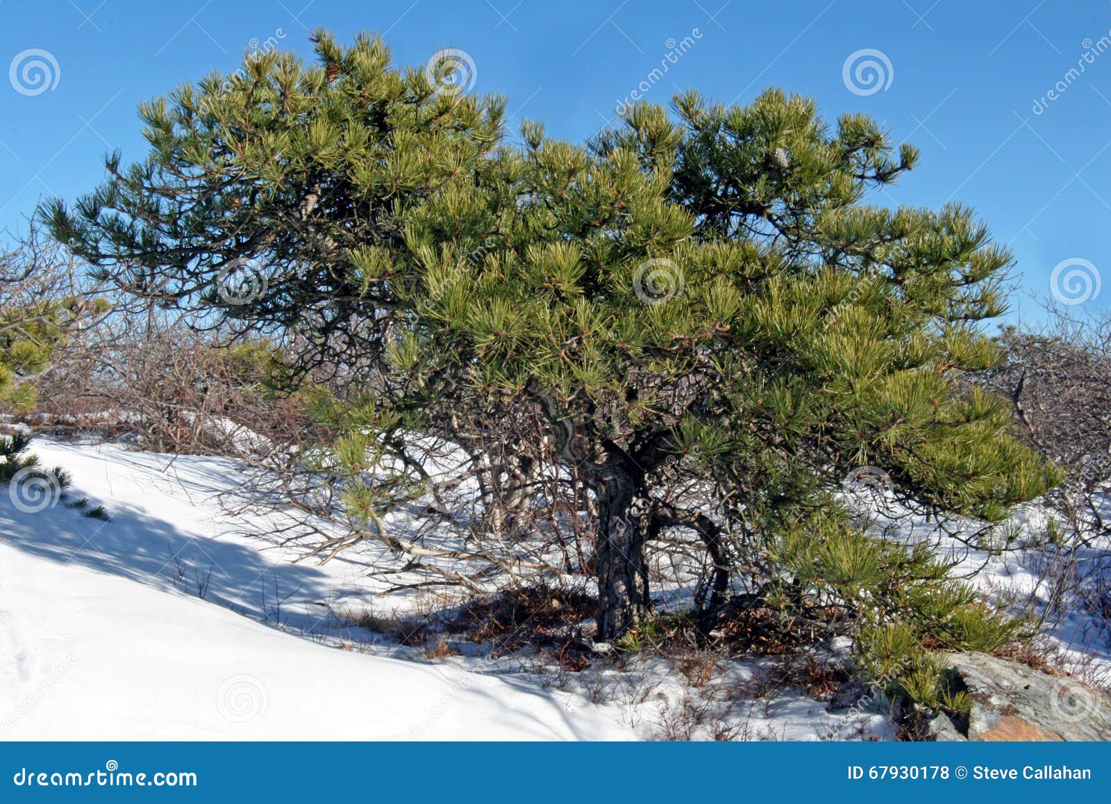 Pitch Pine [pinus Rigida] Royalty-Free Stock Photo | CartoonDealer.com ...