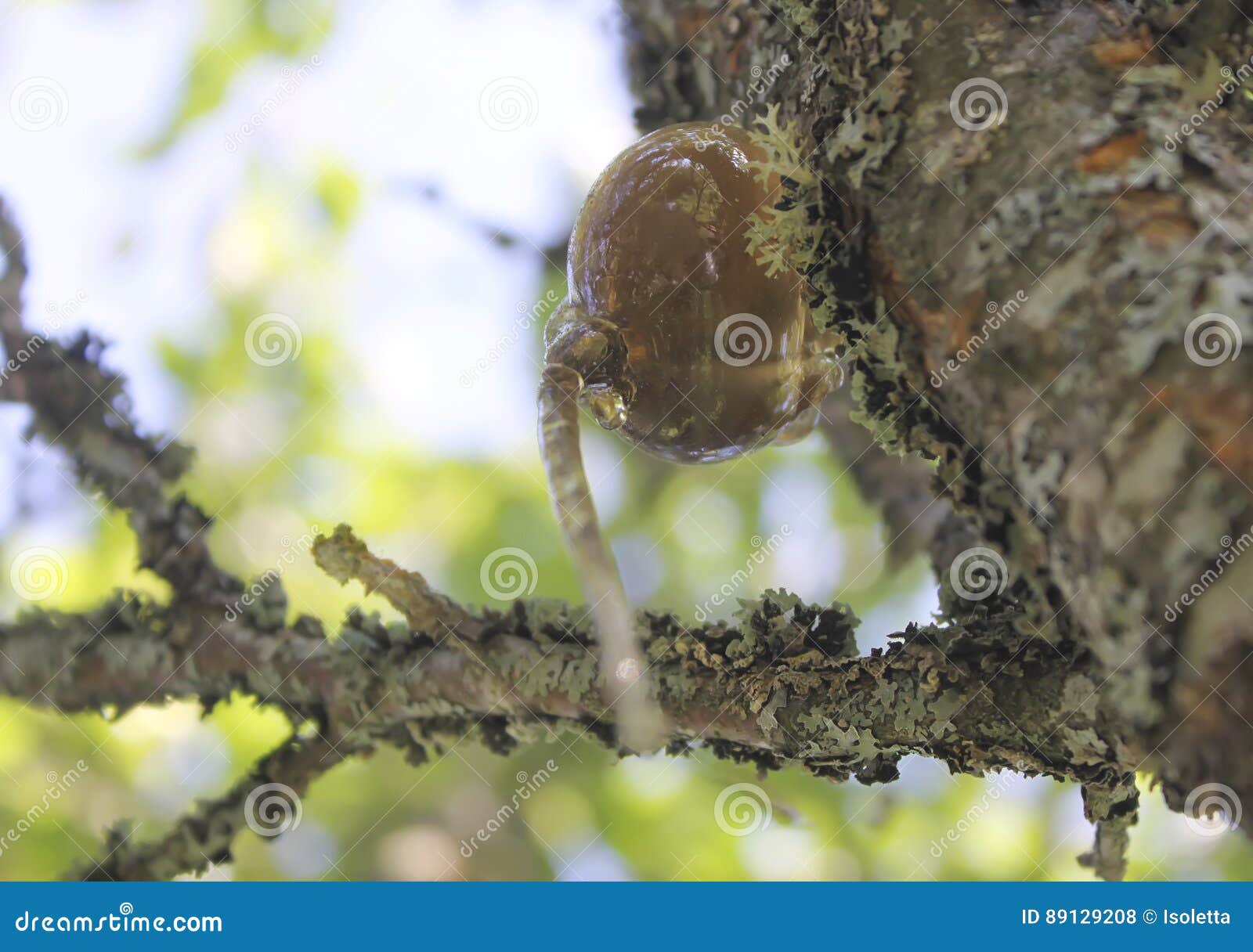 Pitch on the tree stock photo. Image of bright, amber - 89129208