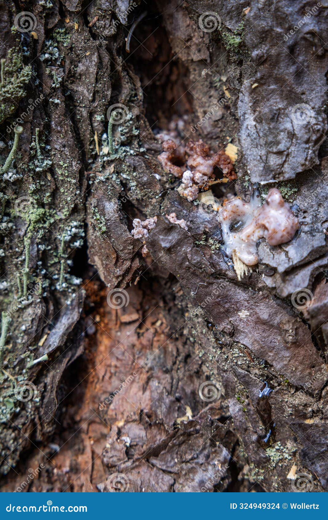 Pitch Tube on a Pine Tree - Pine Beetle Evidence Stock Photo - Image of ...