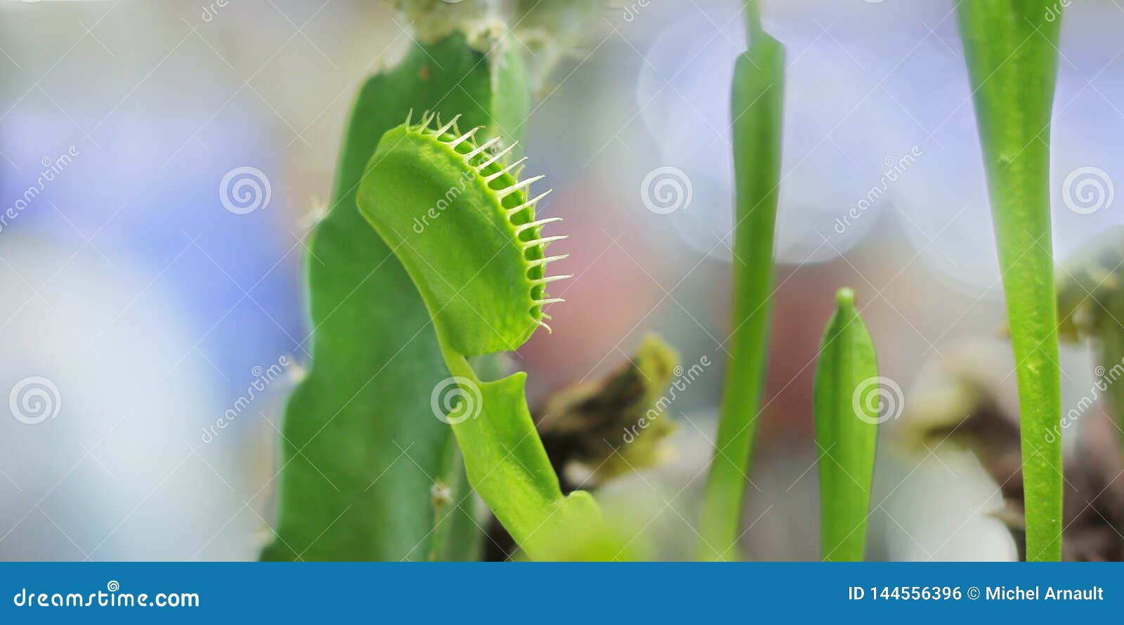 Pitcher, Flytrap,carnivorous Plants Stock Photo - Image of isolated ...