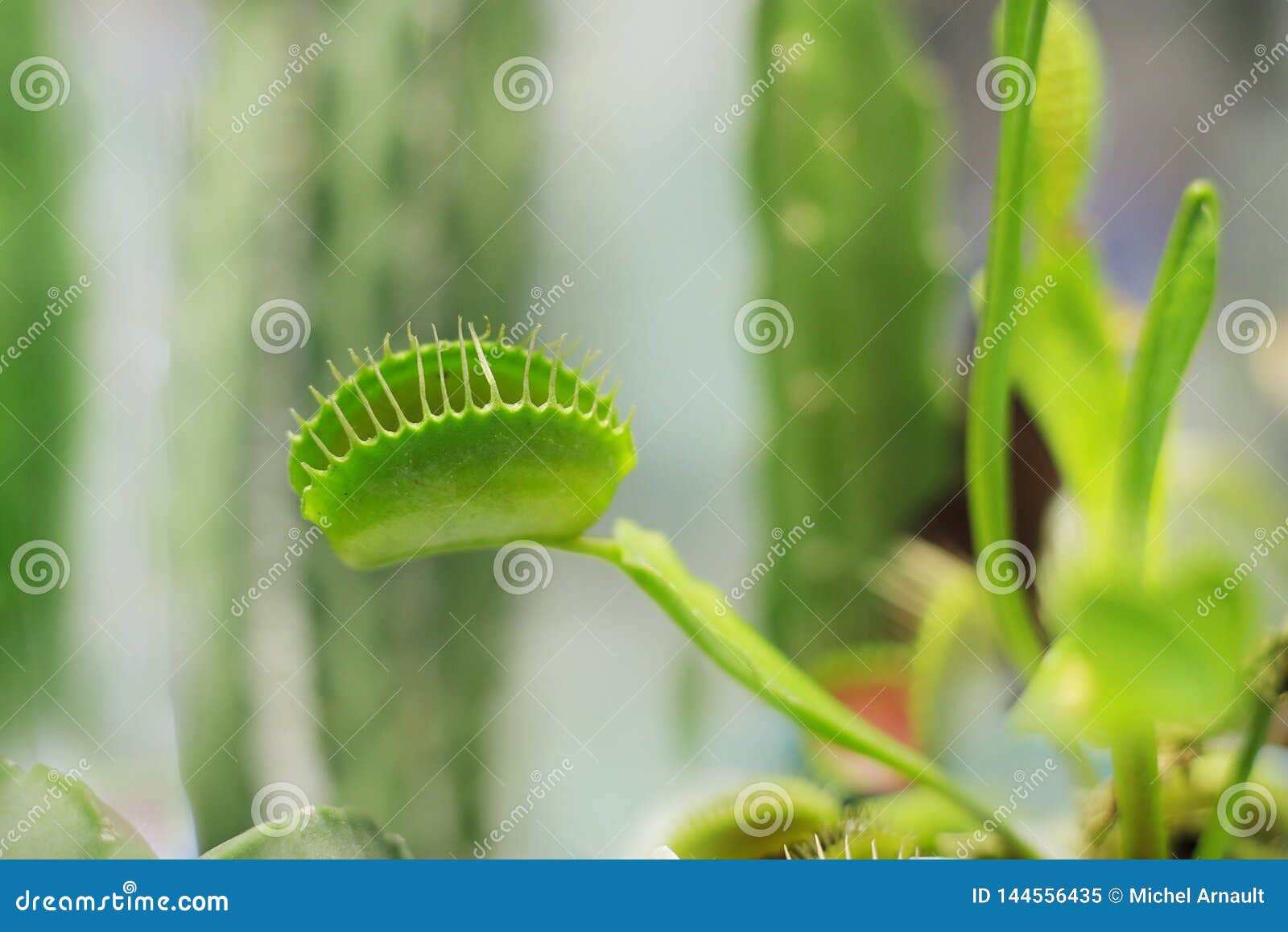 Pitcher, Flytrap,carnivorous Plants Stock Image - Image of green, macro ...